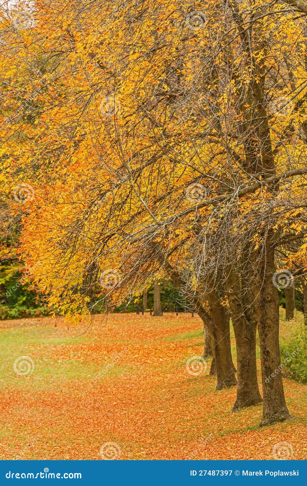 Fall colors in the park stock image. Image of scene, nature - 27487397