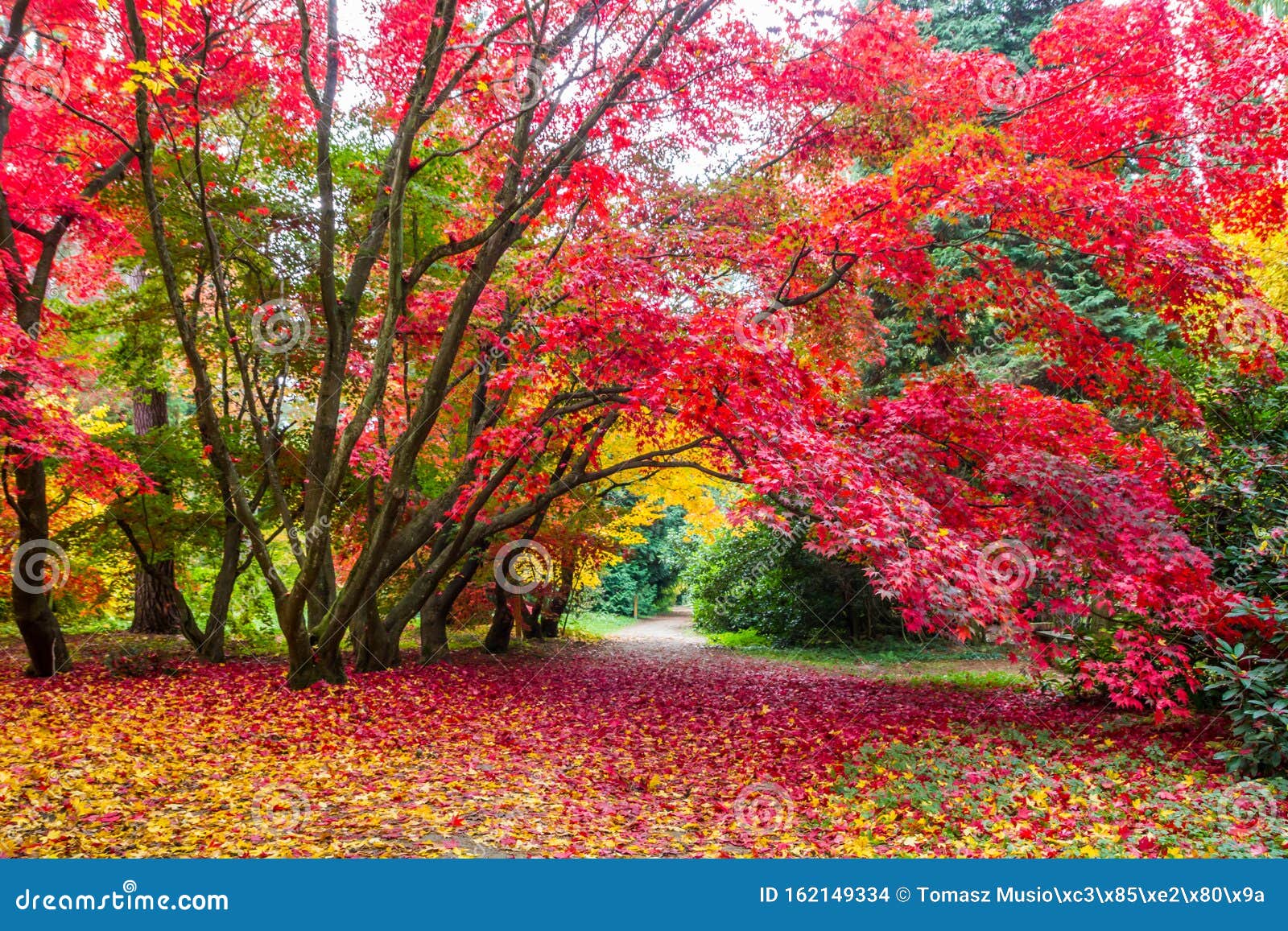 Fall colors in the park stock photo. Image of leaves - 162149334