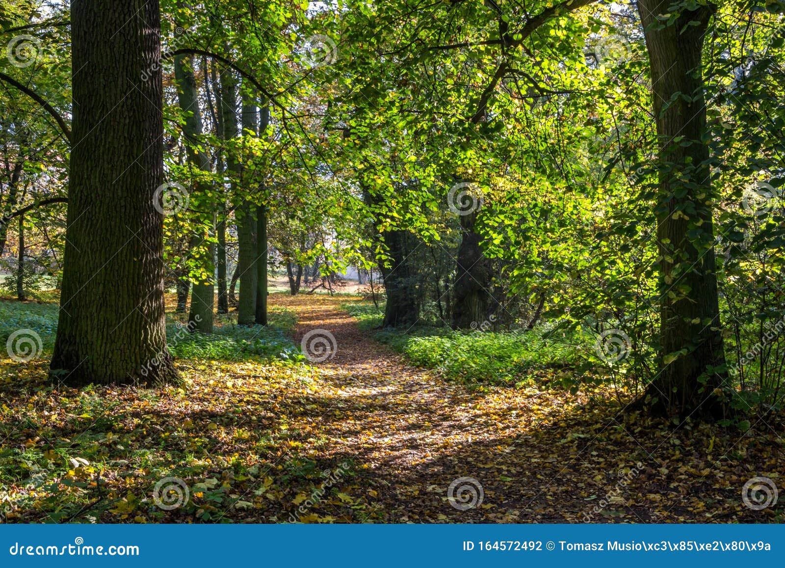 Fall colors in the park stock photo. Image of rays, seasons - 164572492