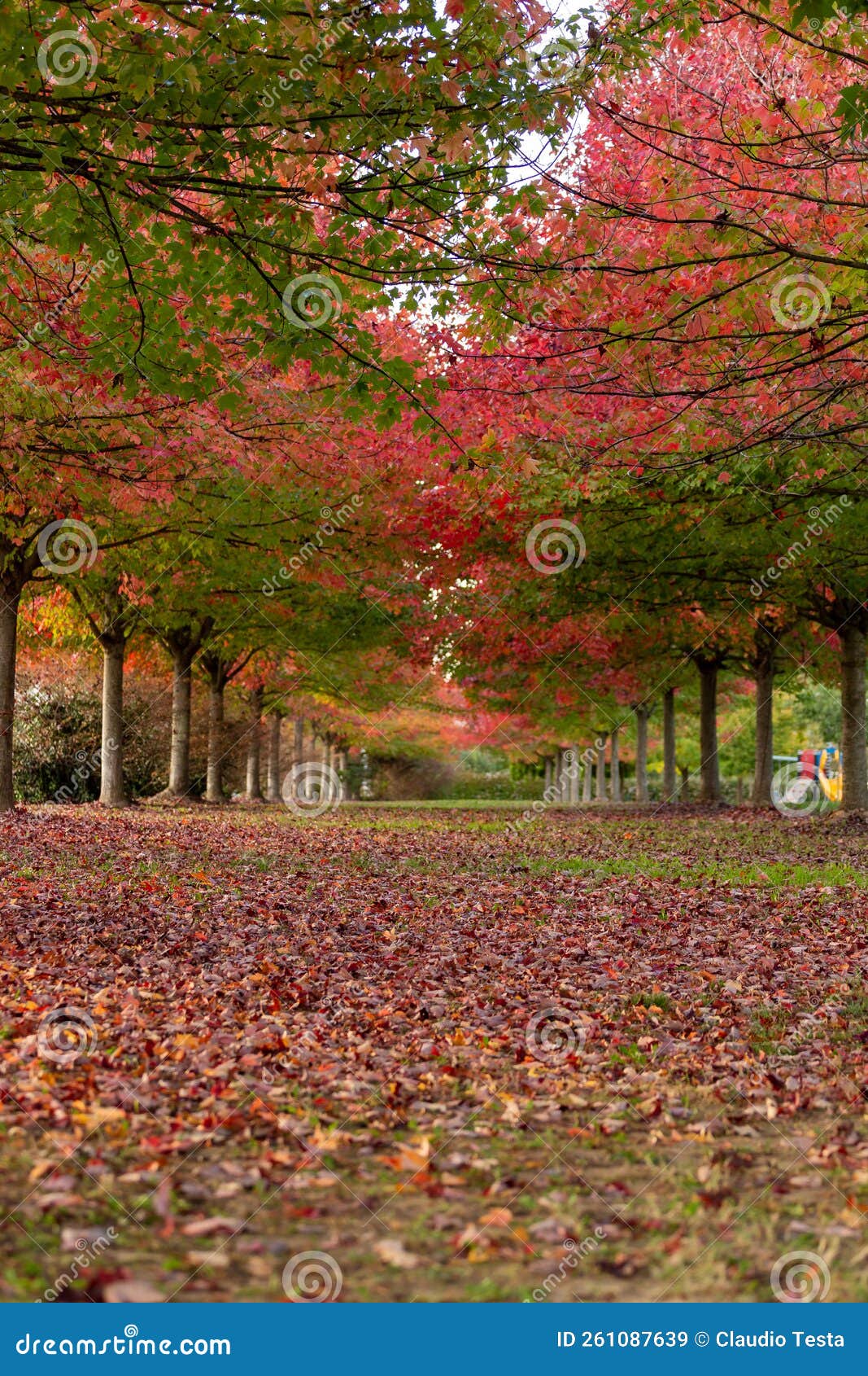 Fall colors in a park stock image. Image of tree, maple - 261087639