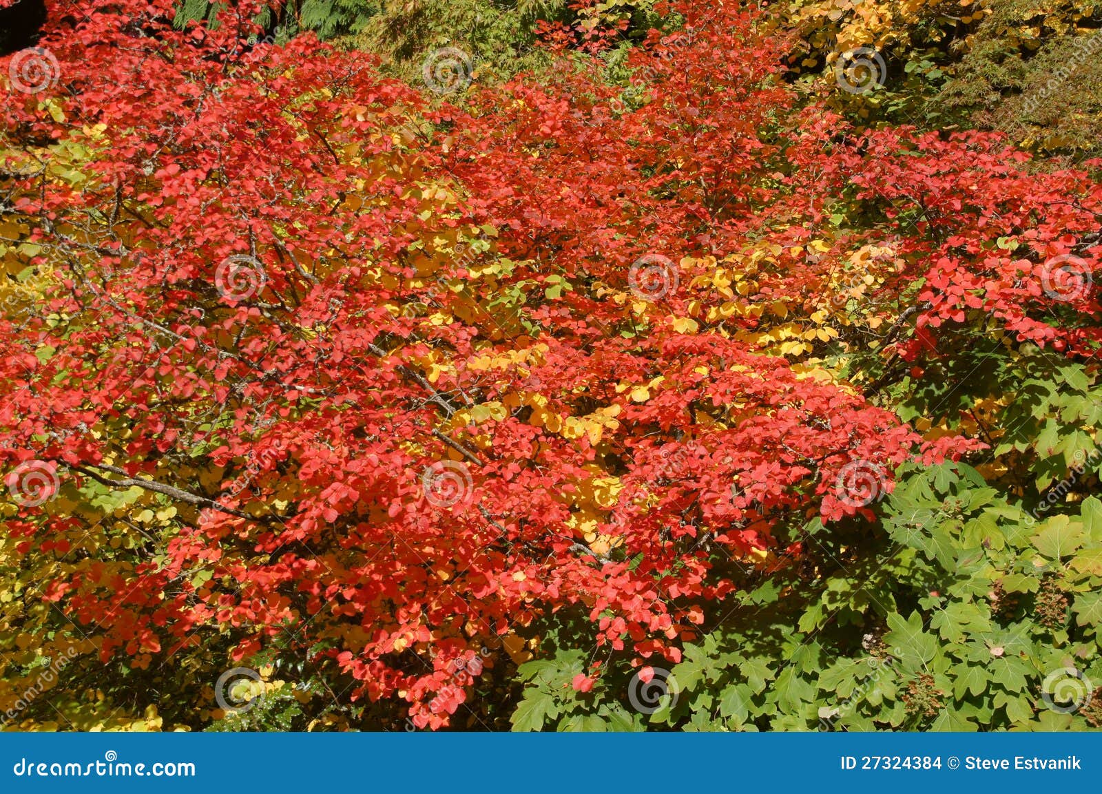Fall Colors of Red and Yellow Stock Photo - Image of yellow, green ...
