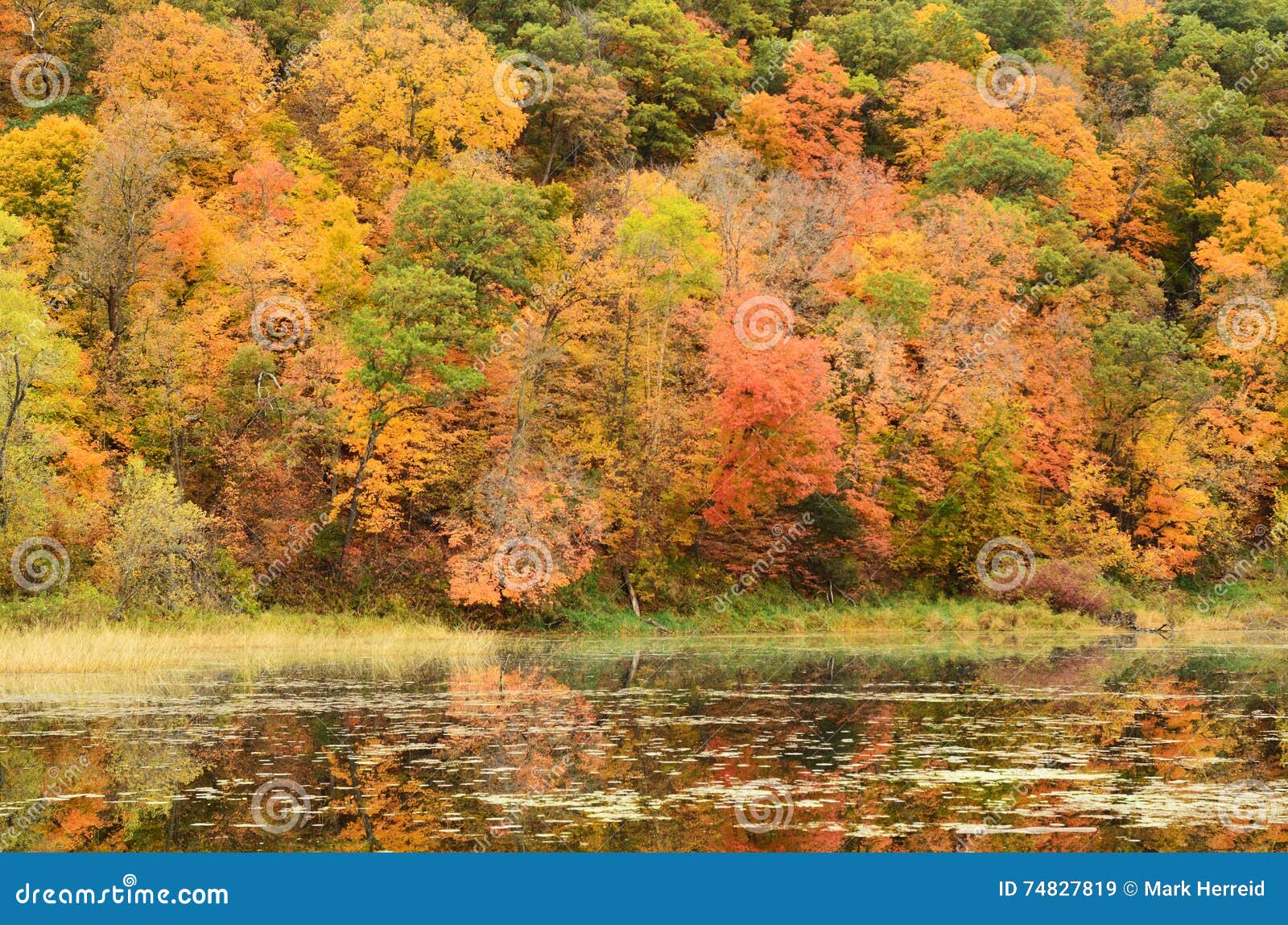Fall Colors Reflected on a Lake Stock Image - Image of scenic, states ...