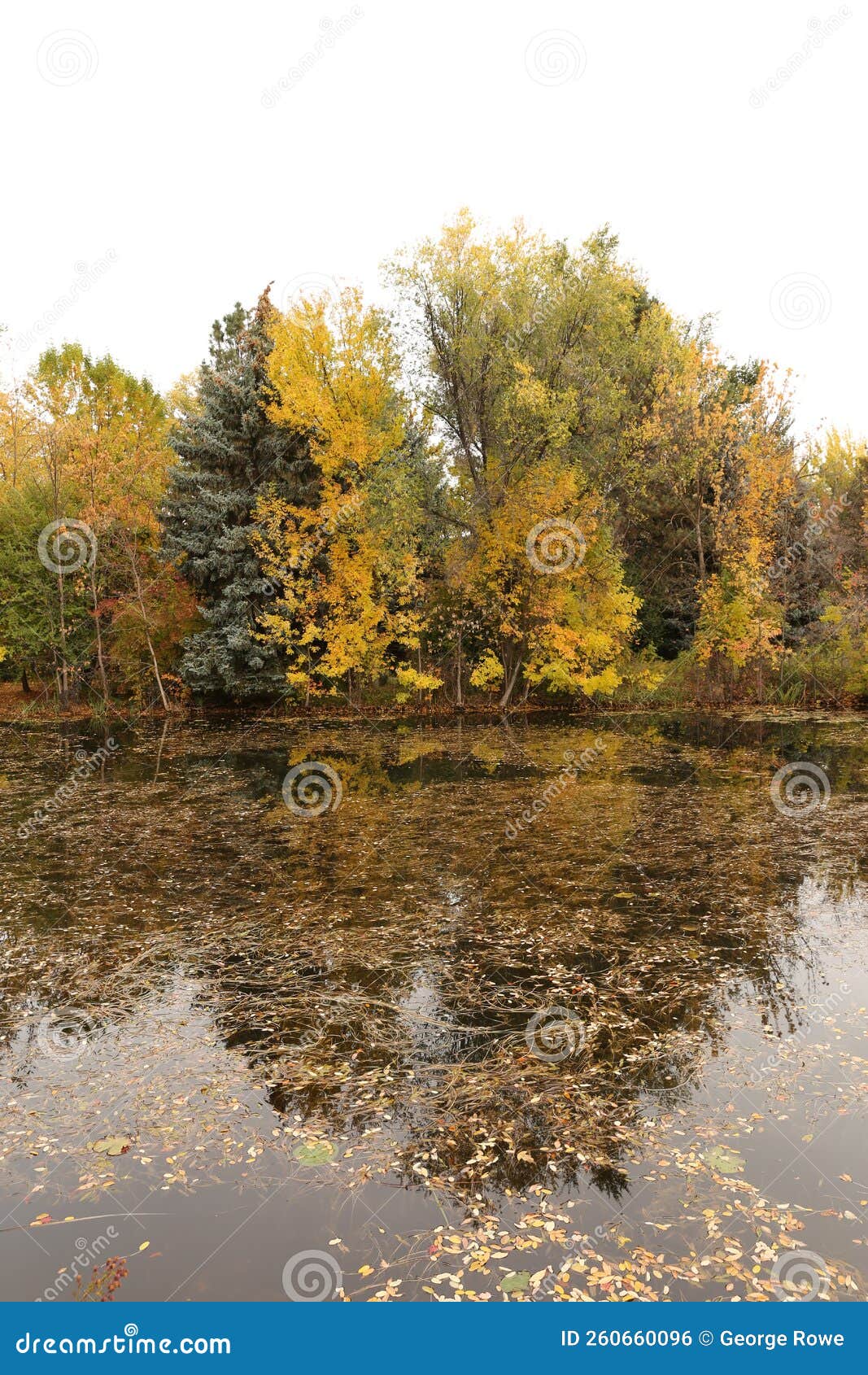 Fall Colors stock photo. Image of river, scenery, outdoors - 260660096