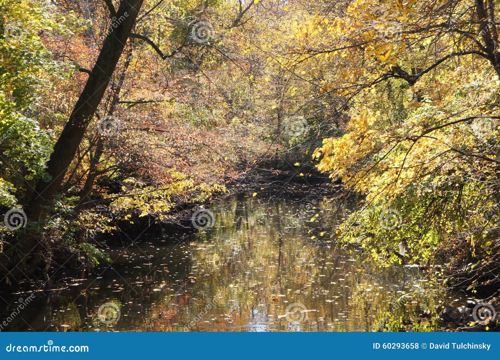 Fall Colors in Rock Creek Park DC Stock Photo - Image of view, fall ...