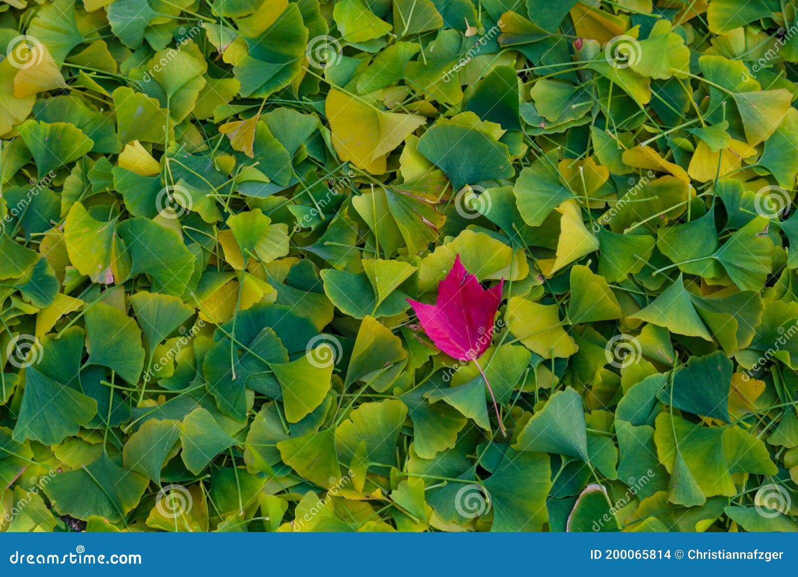Autumn Leaves in Walla Walla, Washington Stock Photo - Image of walla ...