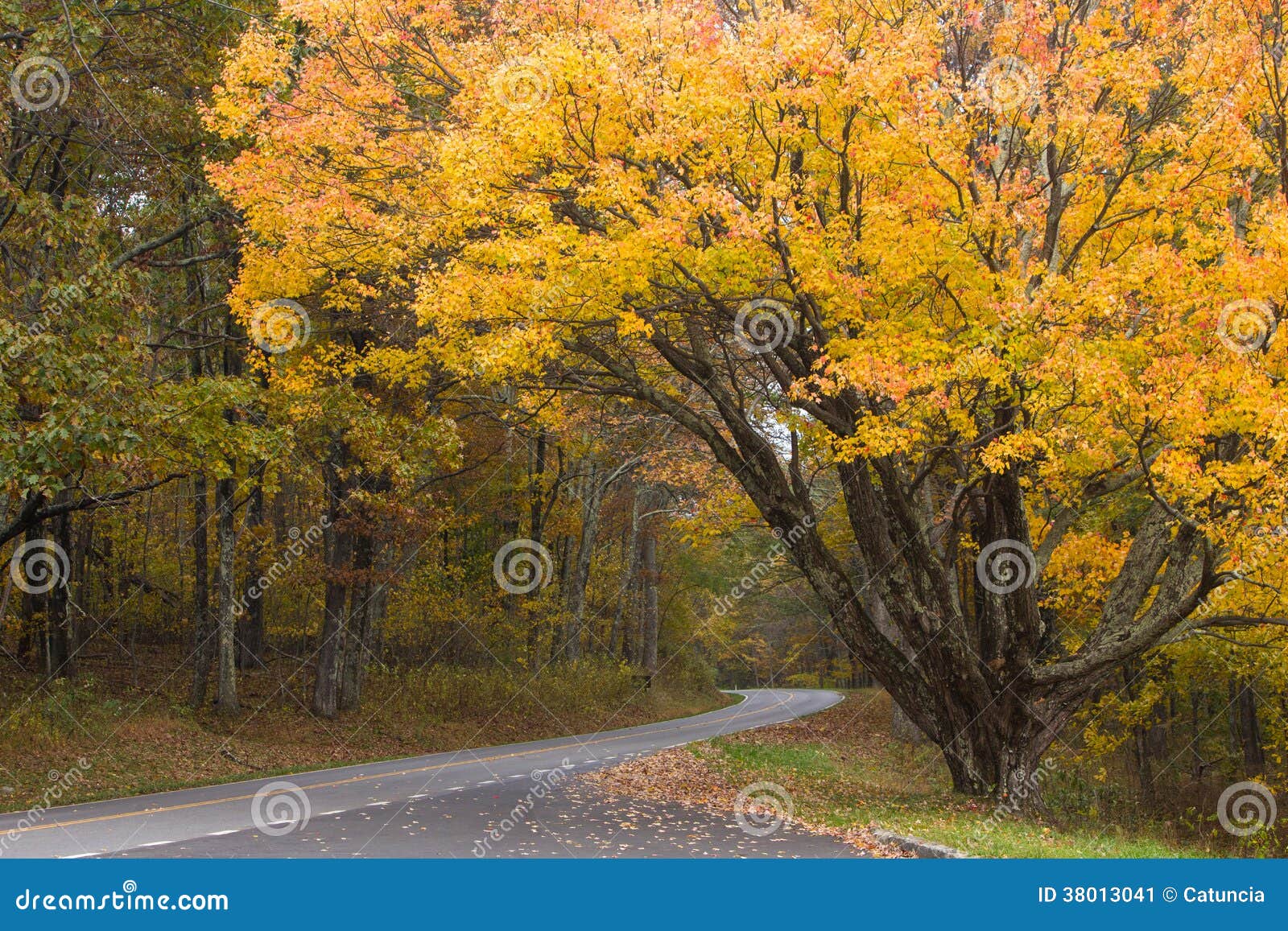 Fall colors, skyline drive stock image. Image of golden - 38013041
