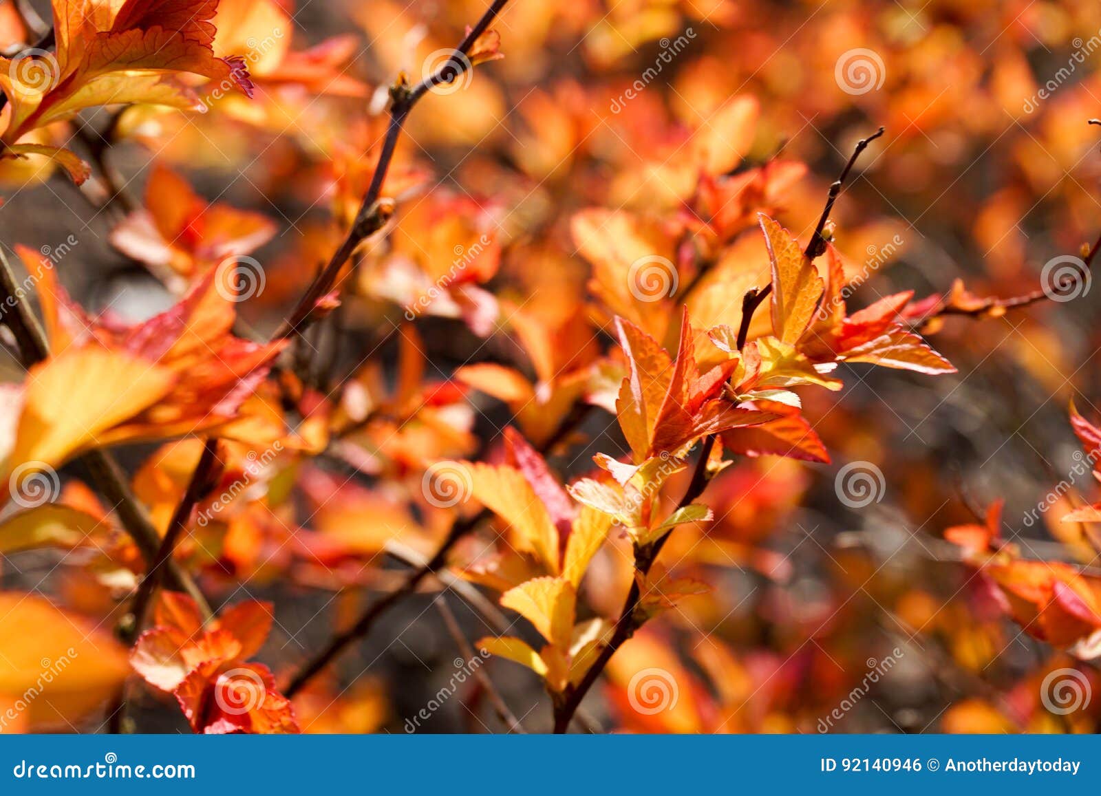 Fall colors stock photo. Image of color, fall, beautifulday - 92140946
