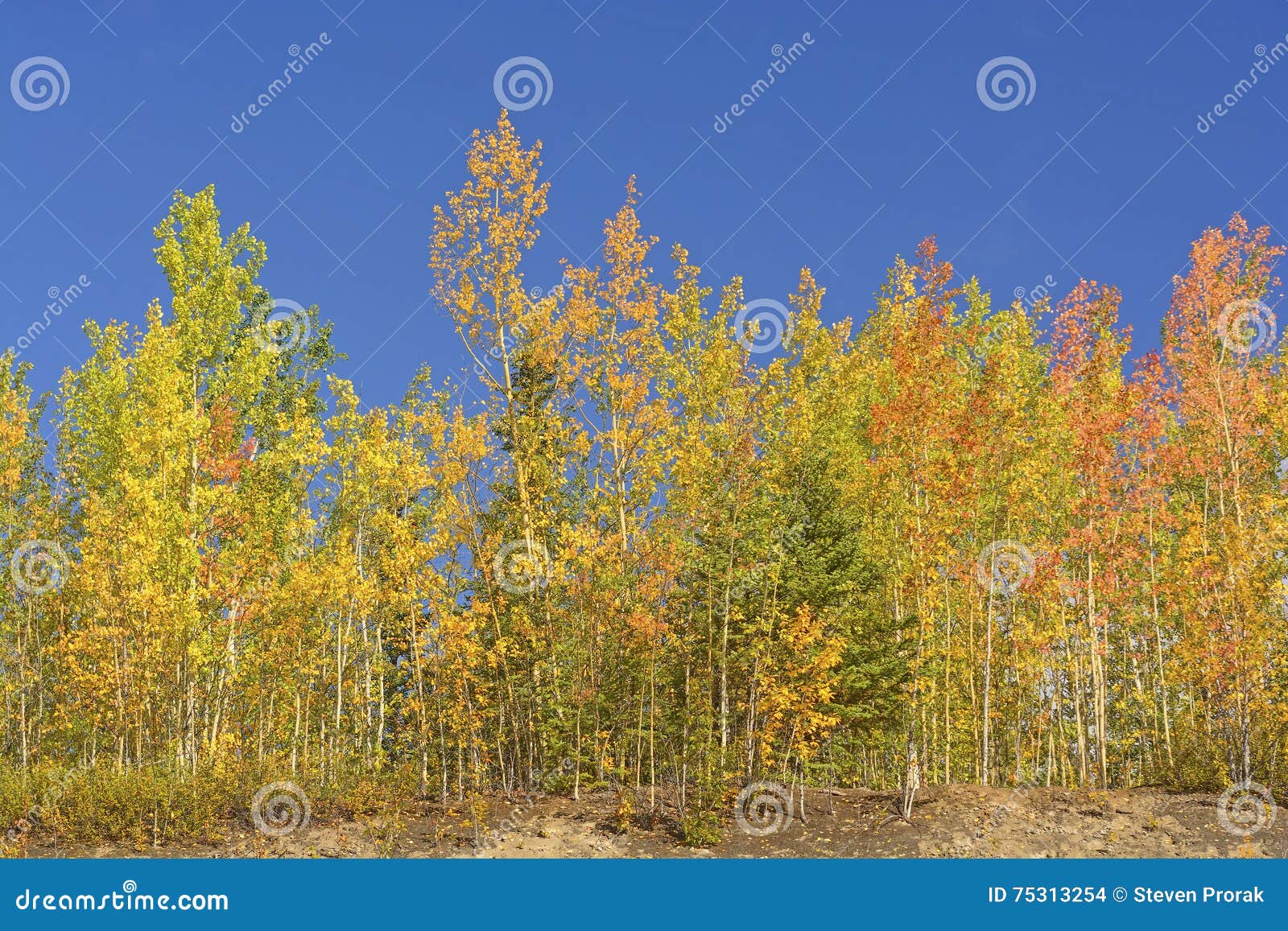 Fall Colors in the Tiaga stock photo. Image of nature - 75313254