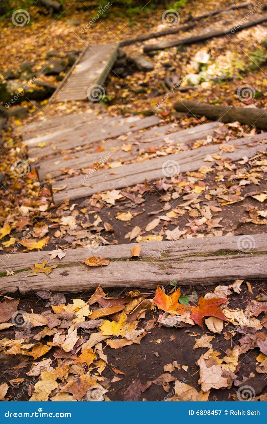 Fall Colors on the Trail stock image. Image of woods, wooden - 6898457