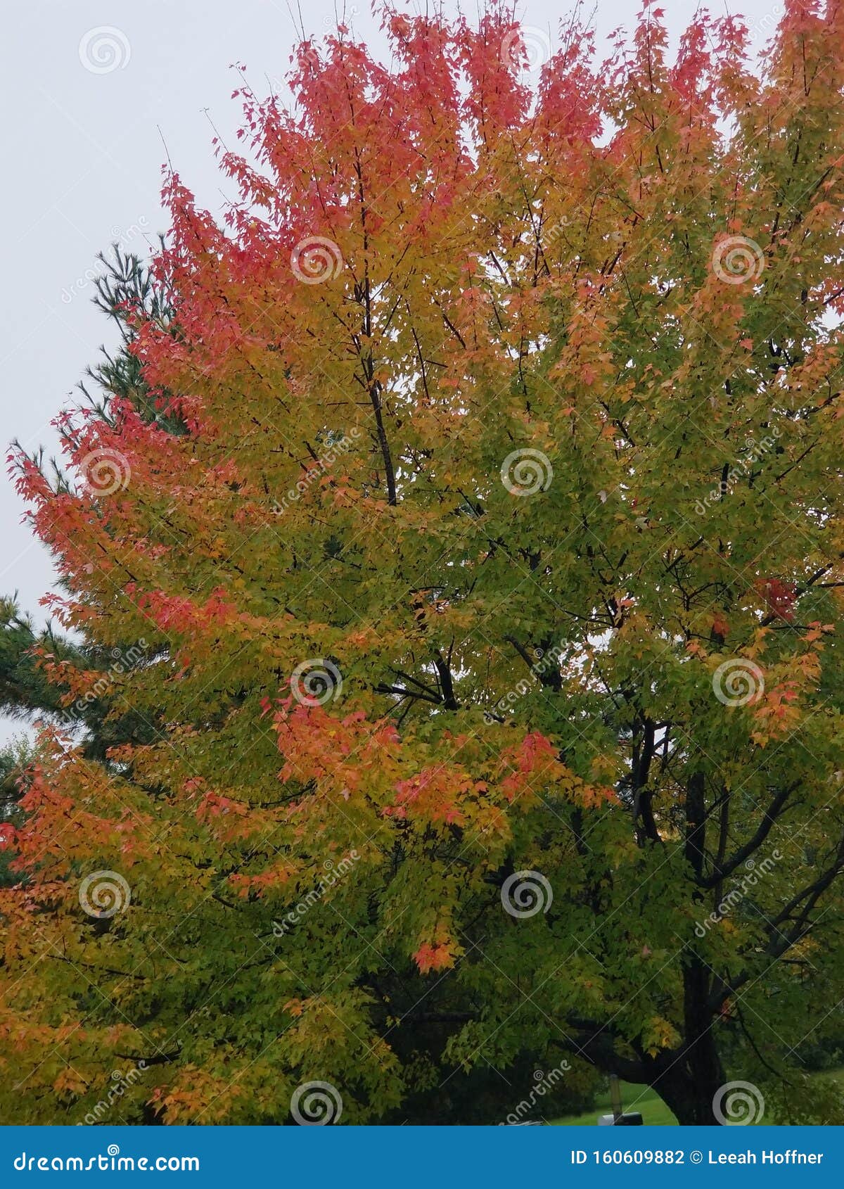 Fall colors tree stock photo. Image of colorchange, leaves - 160609882