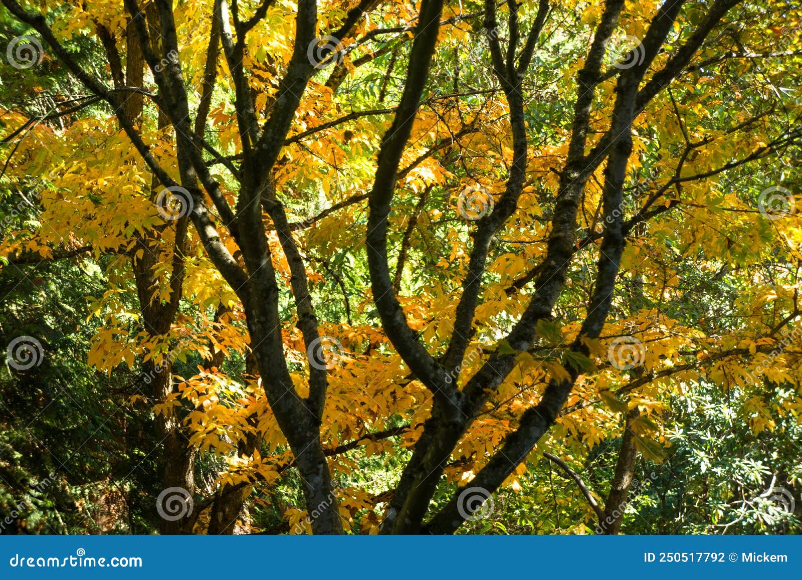 Fall Colors Tree Branch Patterns in Forest Stock Photo - Image of leaf ...