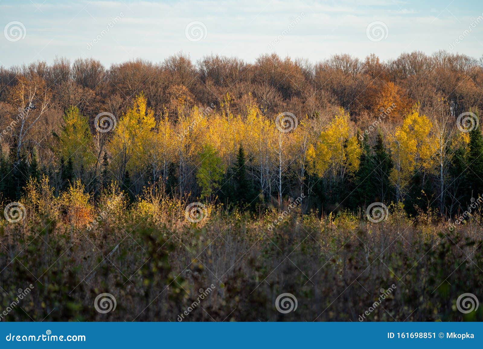 Fall Colors on the Tree Leaves in the Upper Peninsula of Michigan Stock ...