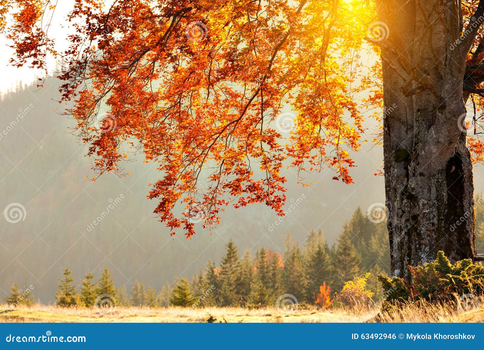 Fall Colors Tree at Sunny Morning Stock Photo - Image of retro ...