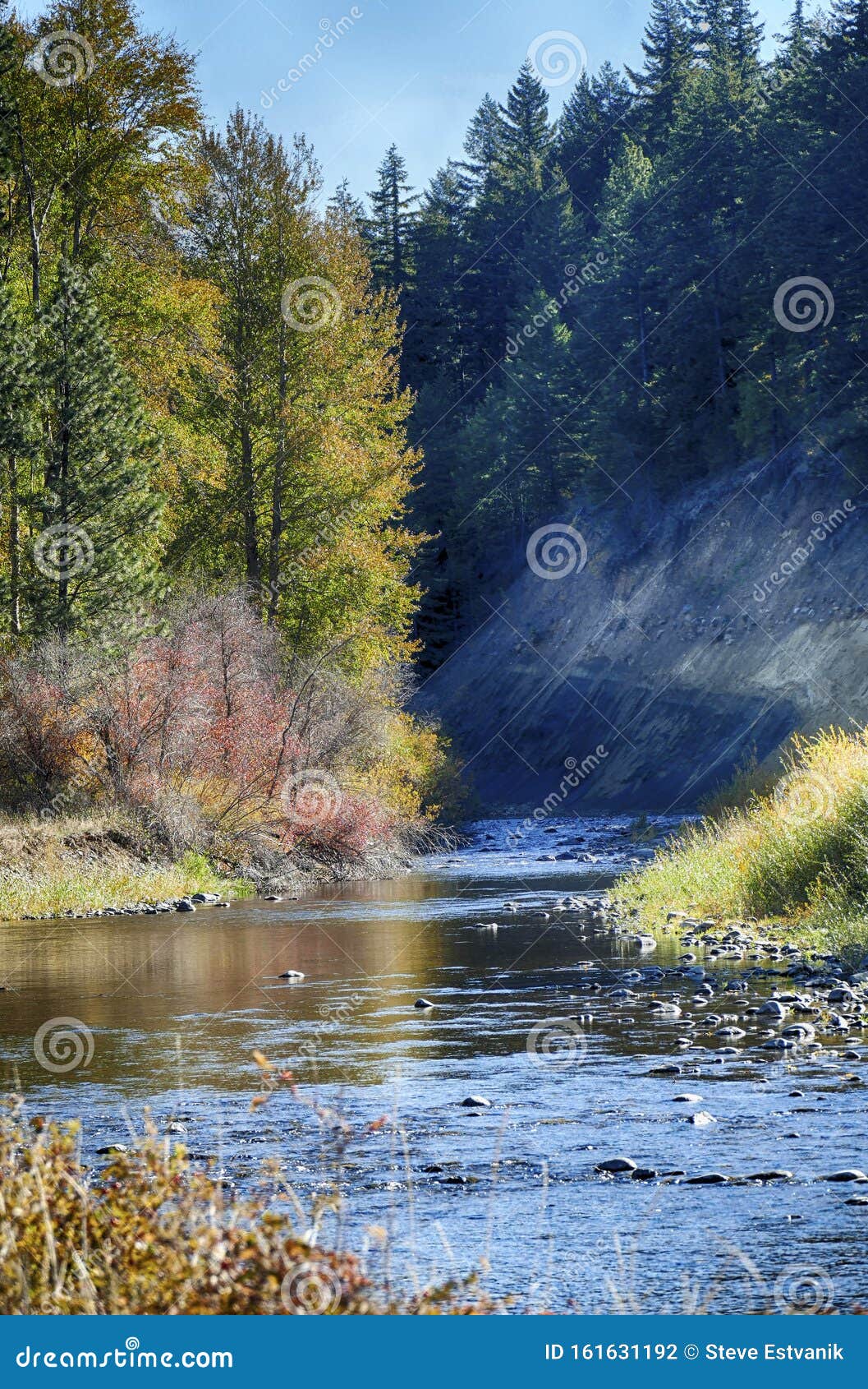 Fall Colors of Trees Along a Stream Stock Photo - Image of climbing ...