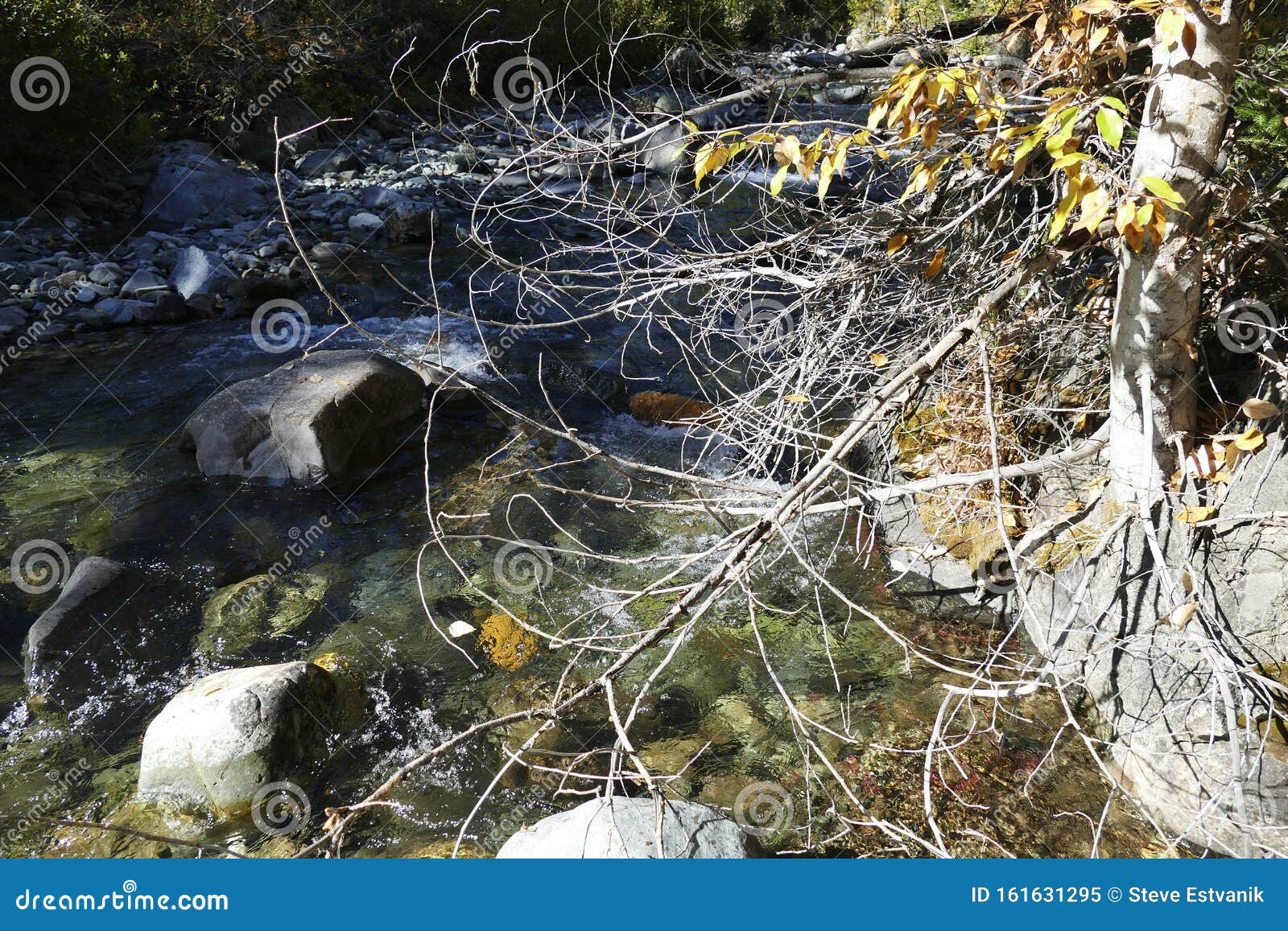 Fall Colors of Trees Along a Stream Stock Image - Image of environment ...