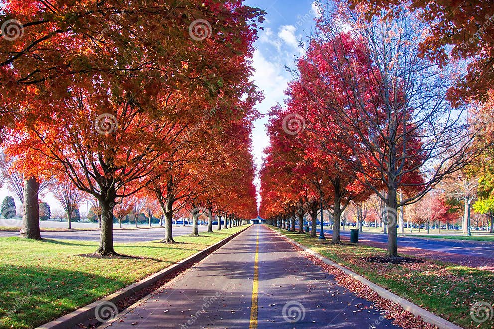 Fall colors stock image. Image of rural, leaves, rows - 324462337