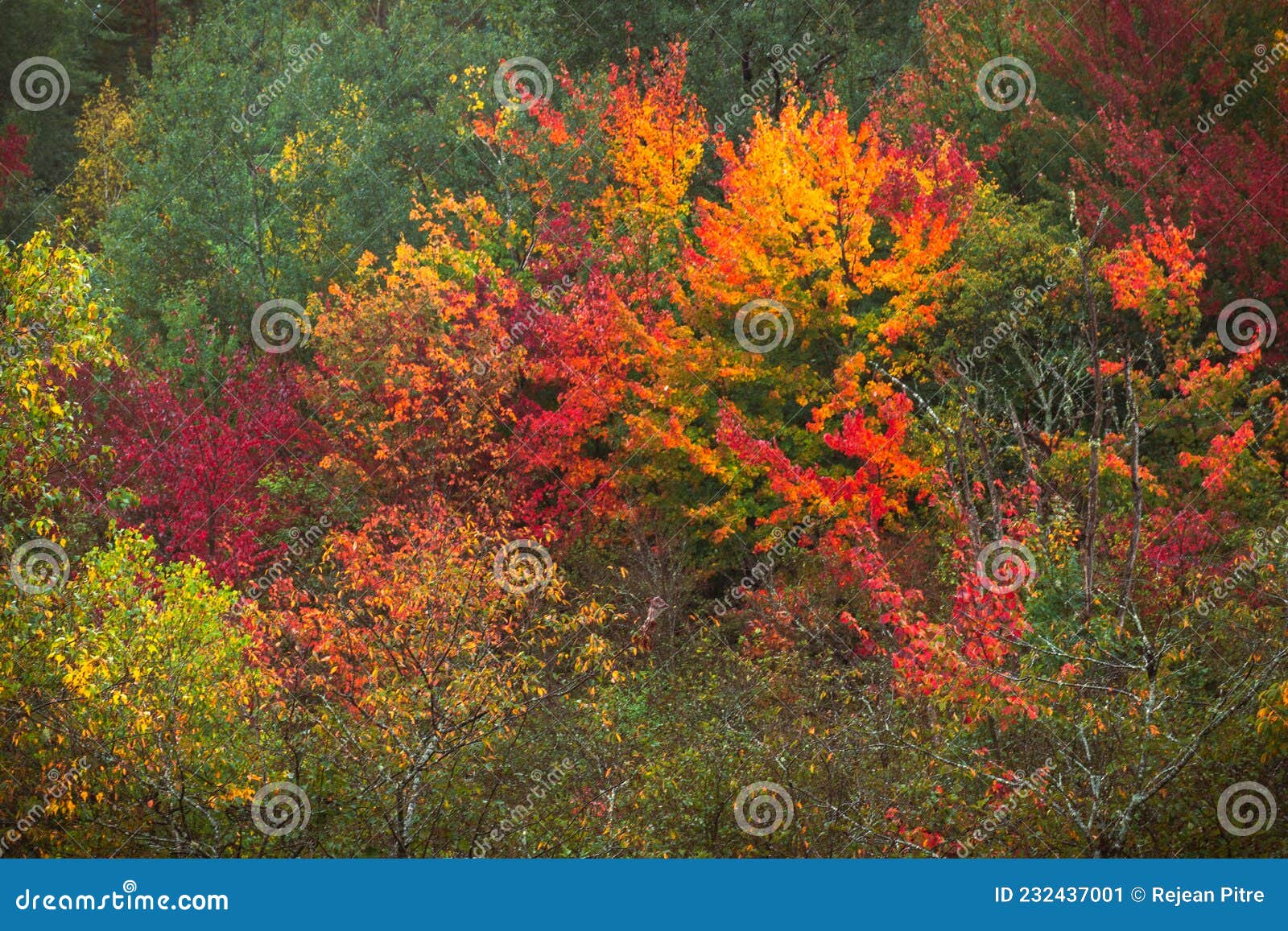 Fall Colors in Trees Many Different Colors Stock Image - Image of ...