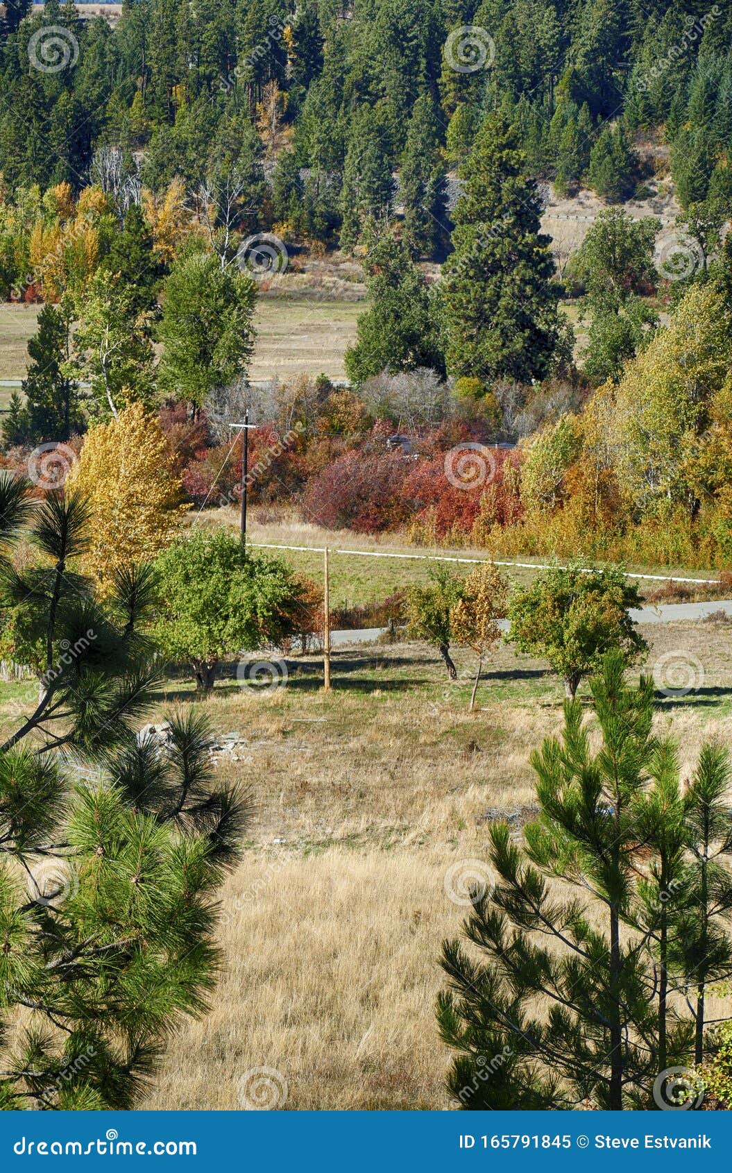 Fall Colors of Trees on Steep Hillside Stock Image - Image of nature ...