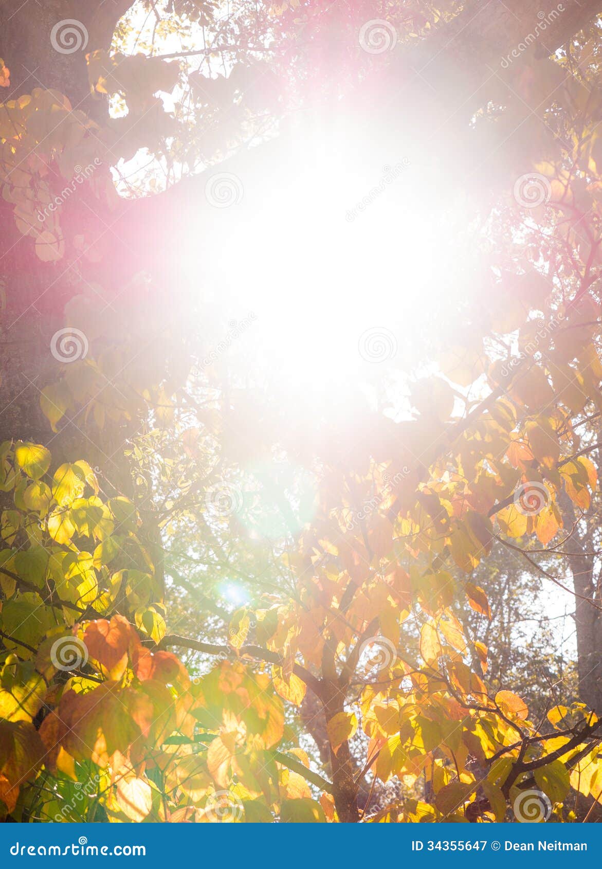 Fall Colors Under the Sun stock image. Image of nature - 34355647