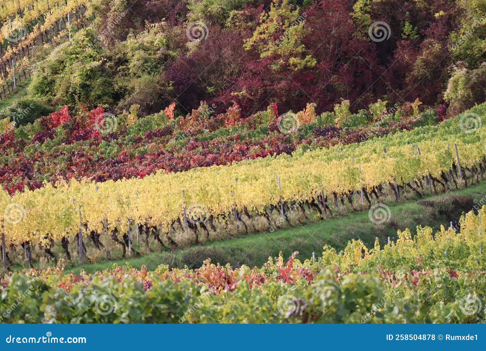 Varied Vineyard stock photo. Image of leaves, color - 258504878