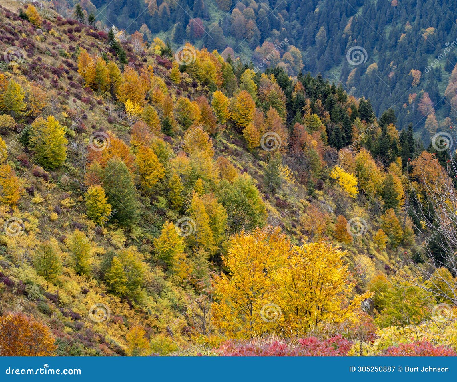 Fall Colors are Vividly Seen on this Hillside in Turkey Stock Image ...