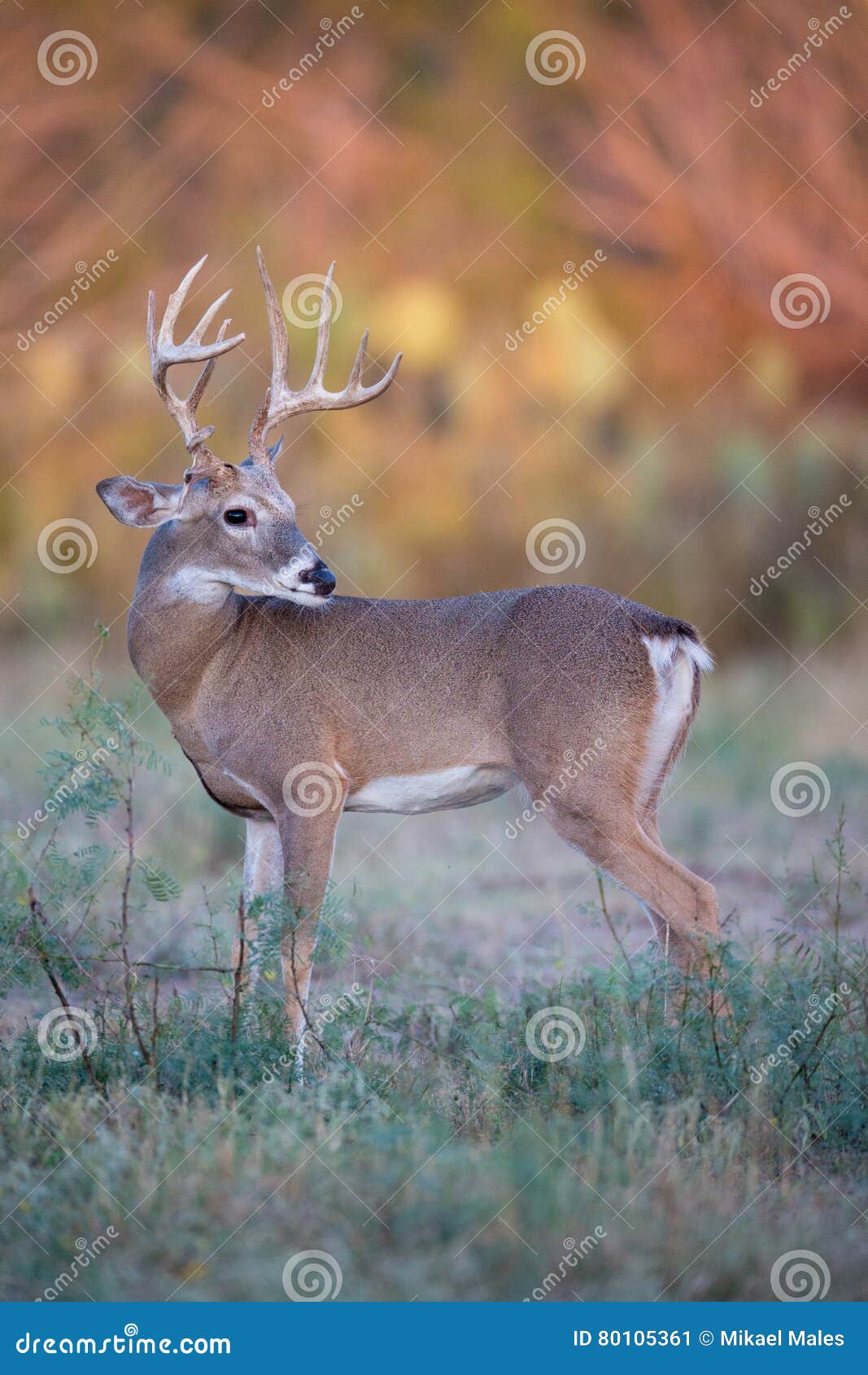 Fall Colors with Whitetail Deer Stock Image - Image of grass, huge ...