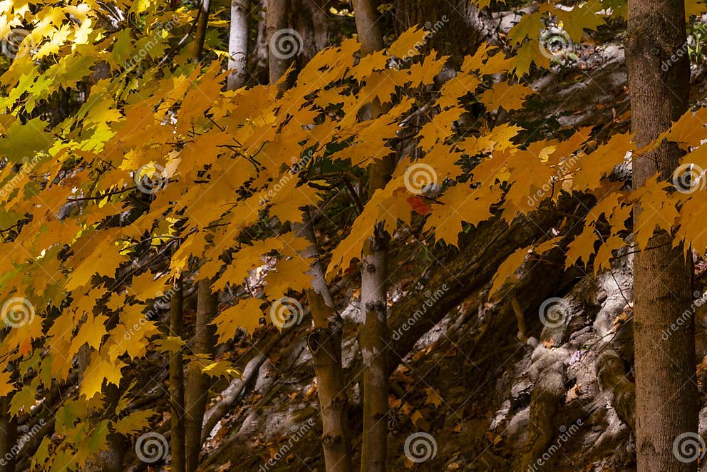 Fall Colors in the Woods stock image. Image of trunk - 341210695