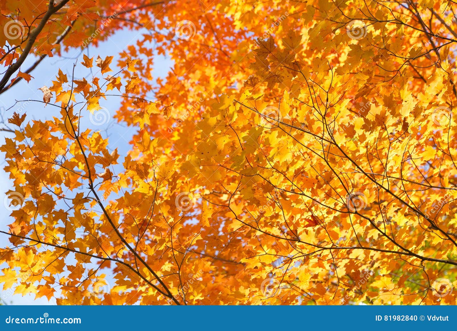 Fall colors stock photo. Image of canada, autumn, flora - 81982840