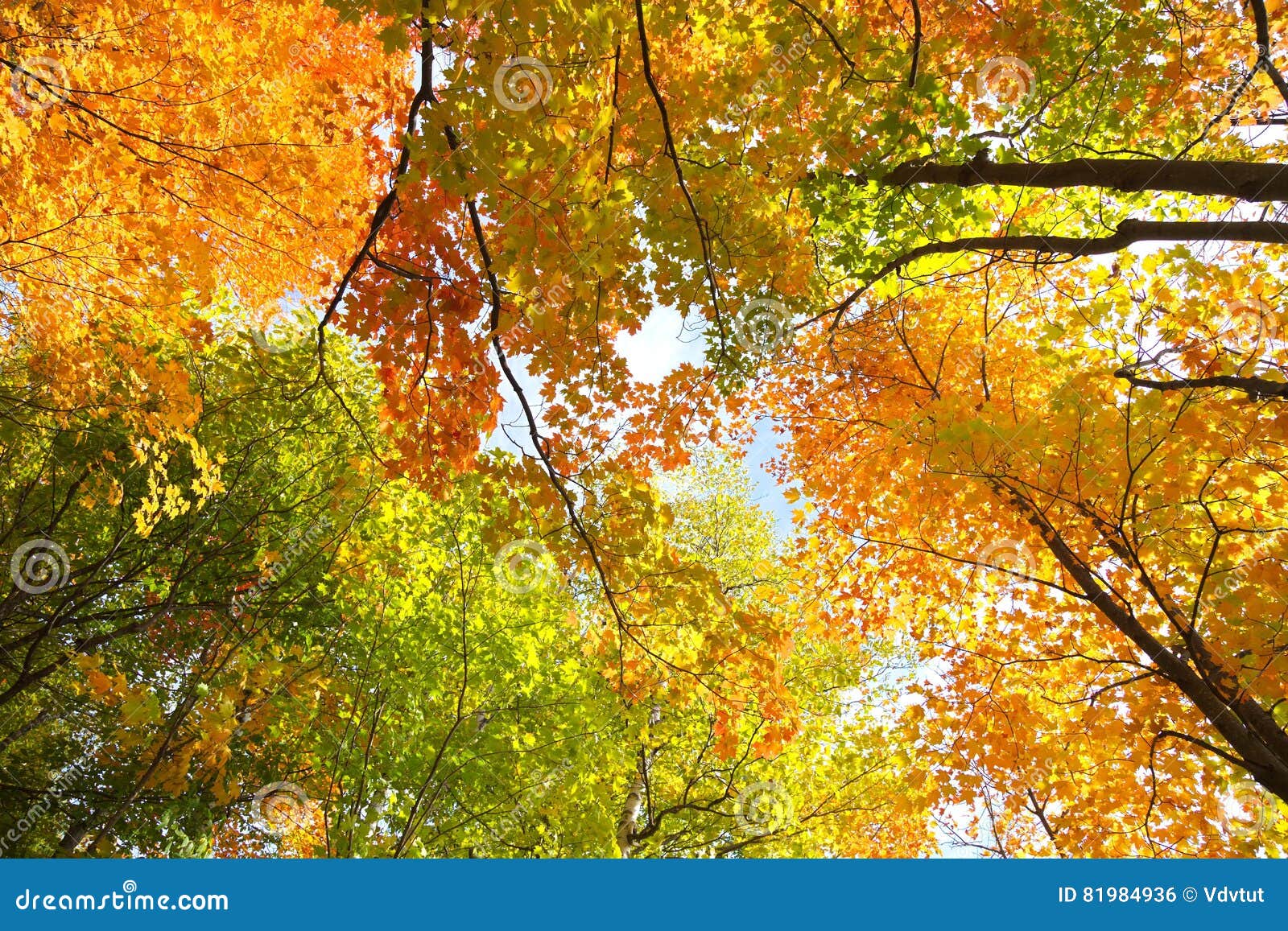 Fall colors stock photo. Image of crown, maple, leaves - 81984936