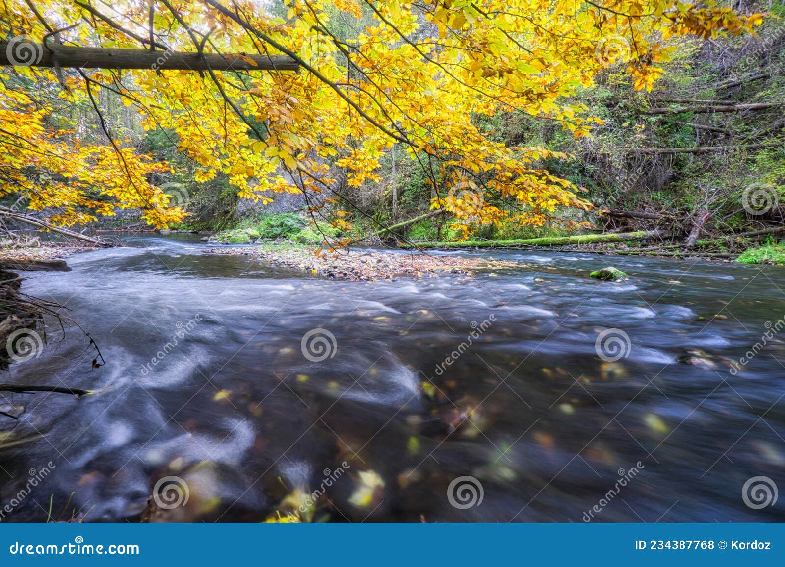Fall Coloured Beech Tree in Canyon Breakthrough of River Hornad in ...