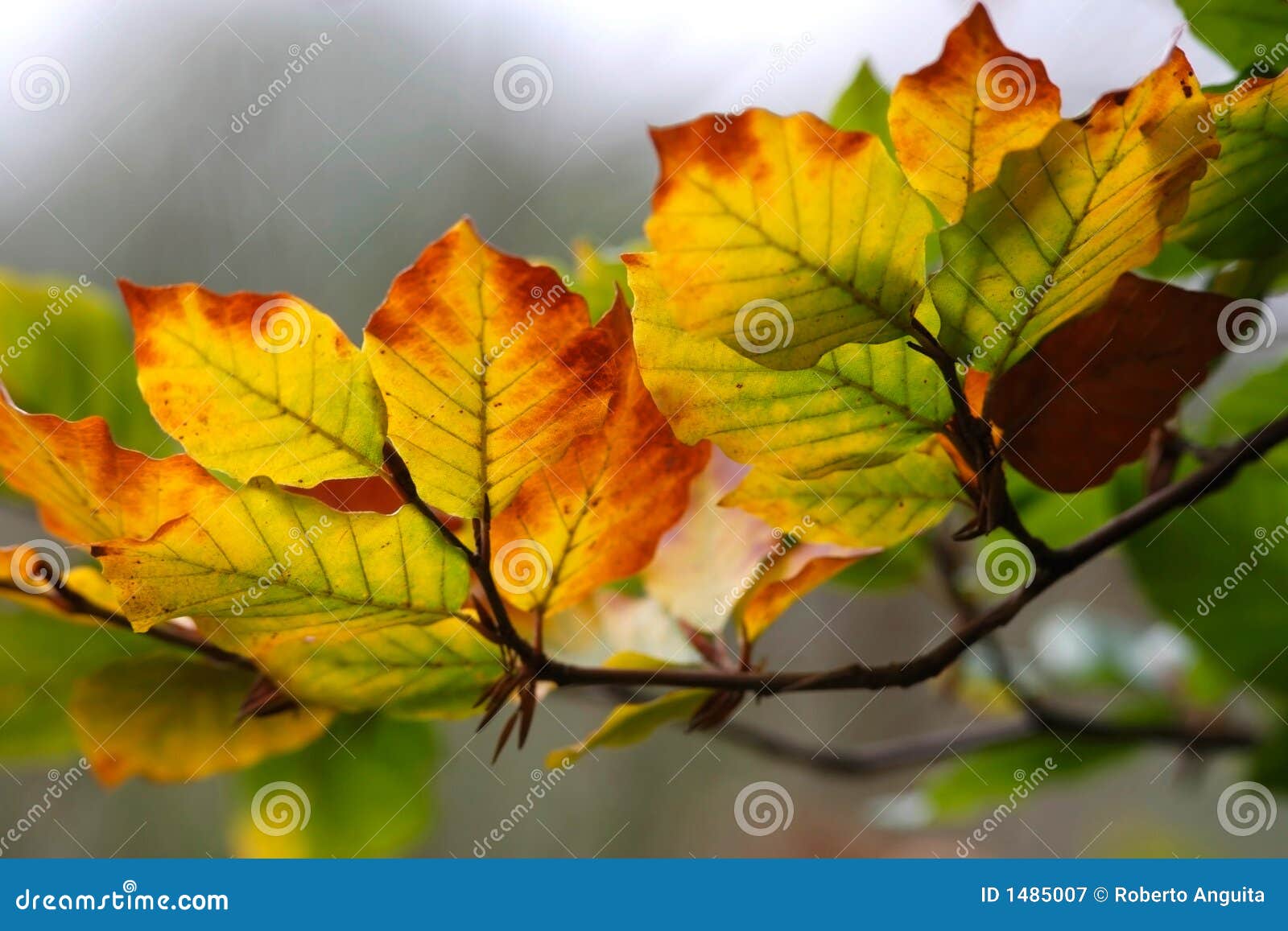 Fall colours stock image. Image of mountain, autumn, brown - 1485007