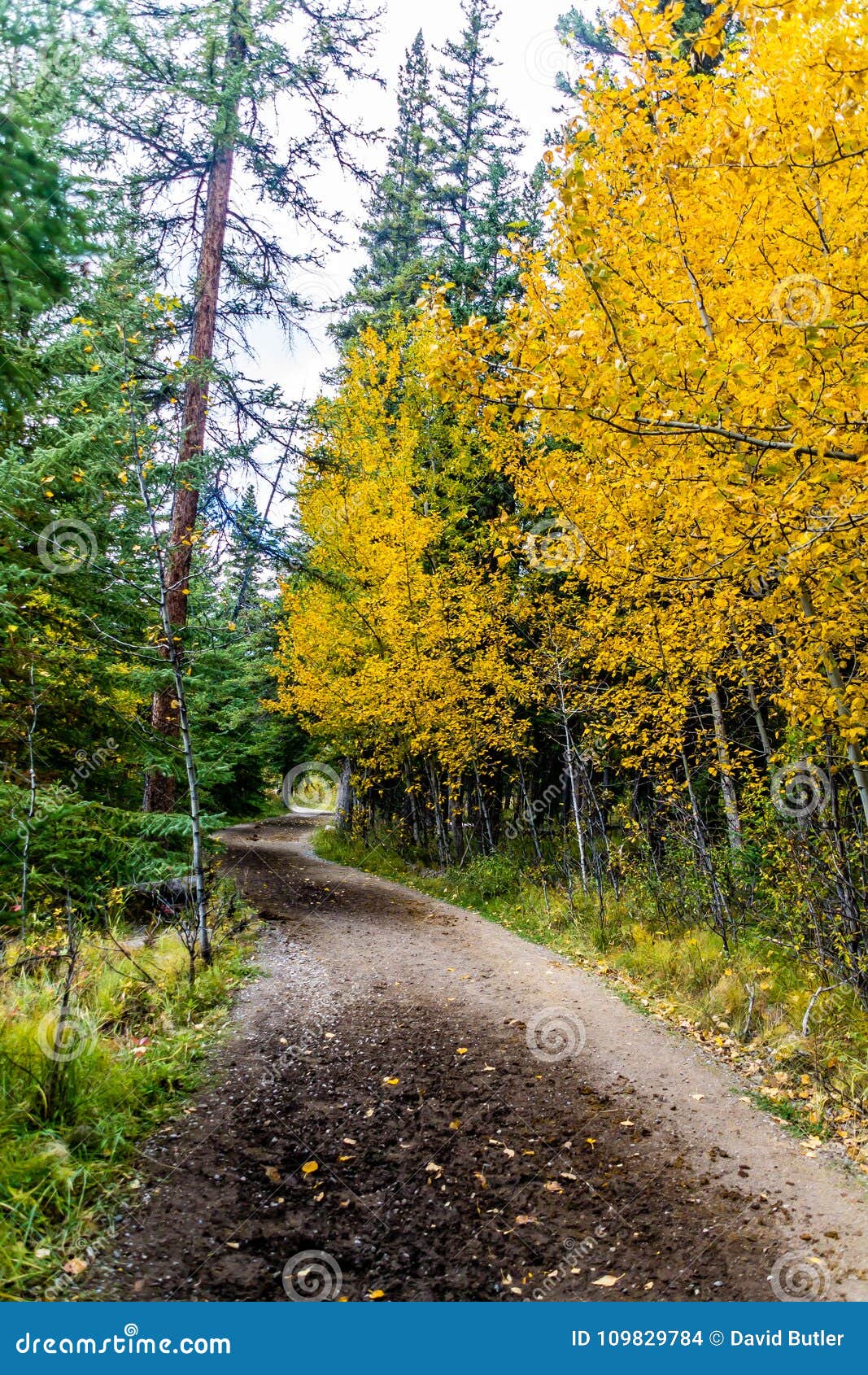 Marsh Loop, Banff National Park, Alberta, Canada Stock Photo - Image of ...