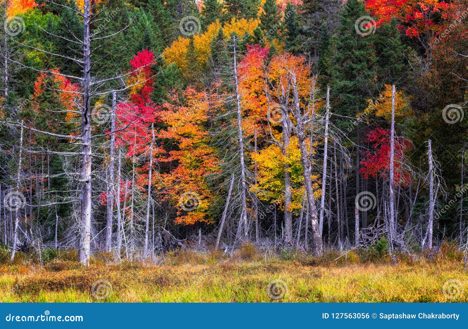 Fall Colours in an Area Burnt Using Controlled Fire Stock Photo - Image ...