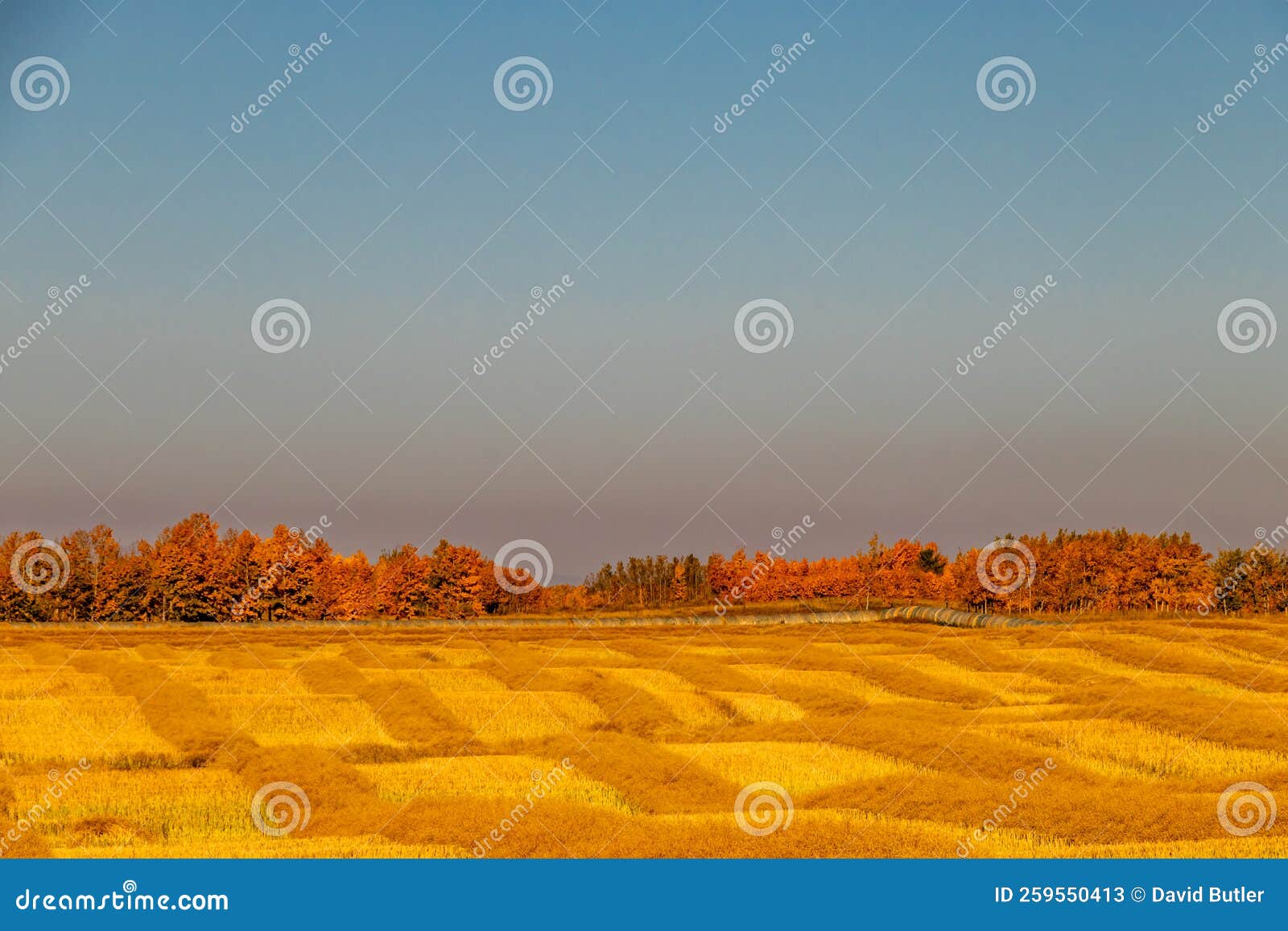 Fall Colours Border Farmers Fields. Rockyview County, Alberta, Canada ...