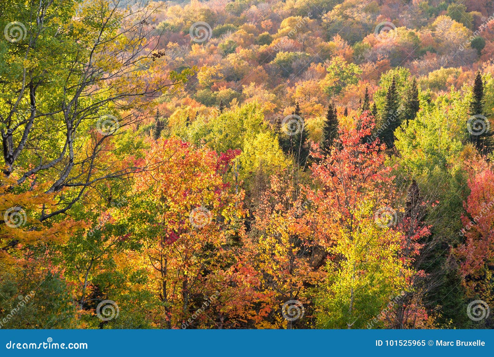 Fall Colours in the Eastern Townships in Quebec Stock Image - Image of ...