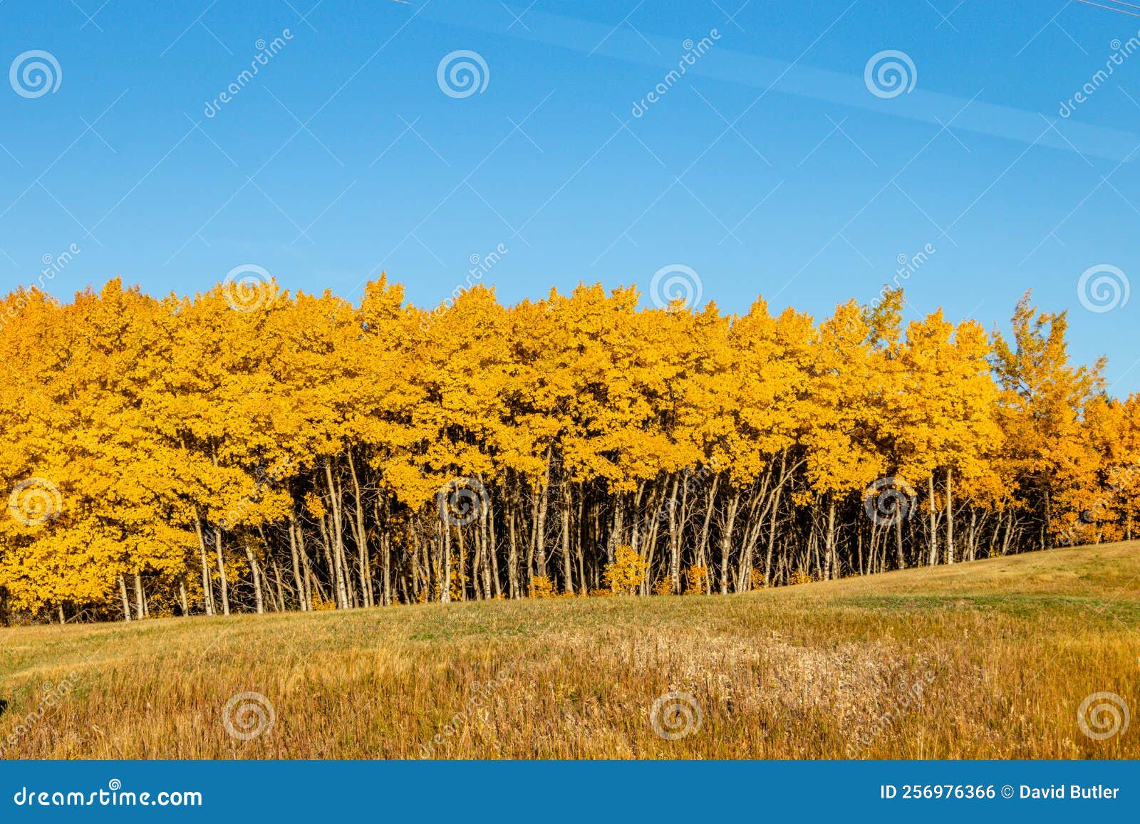 Fall Colours on the Edge of Town. Calgary, Alberta, Canada Stock Photo ...