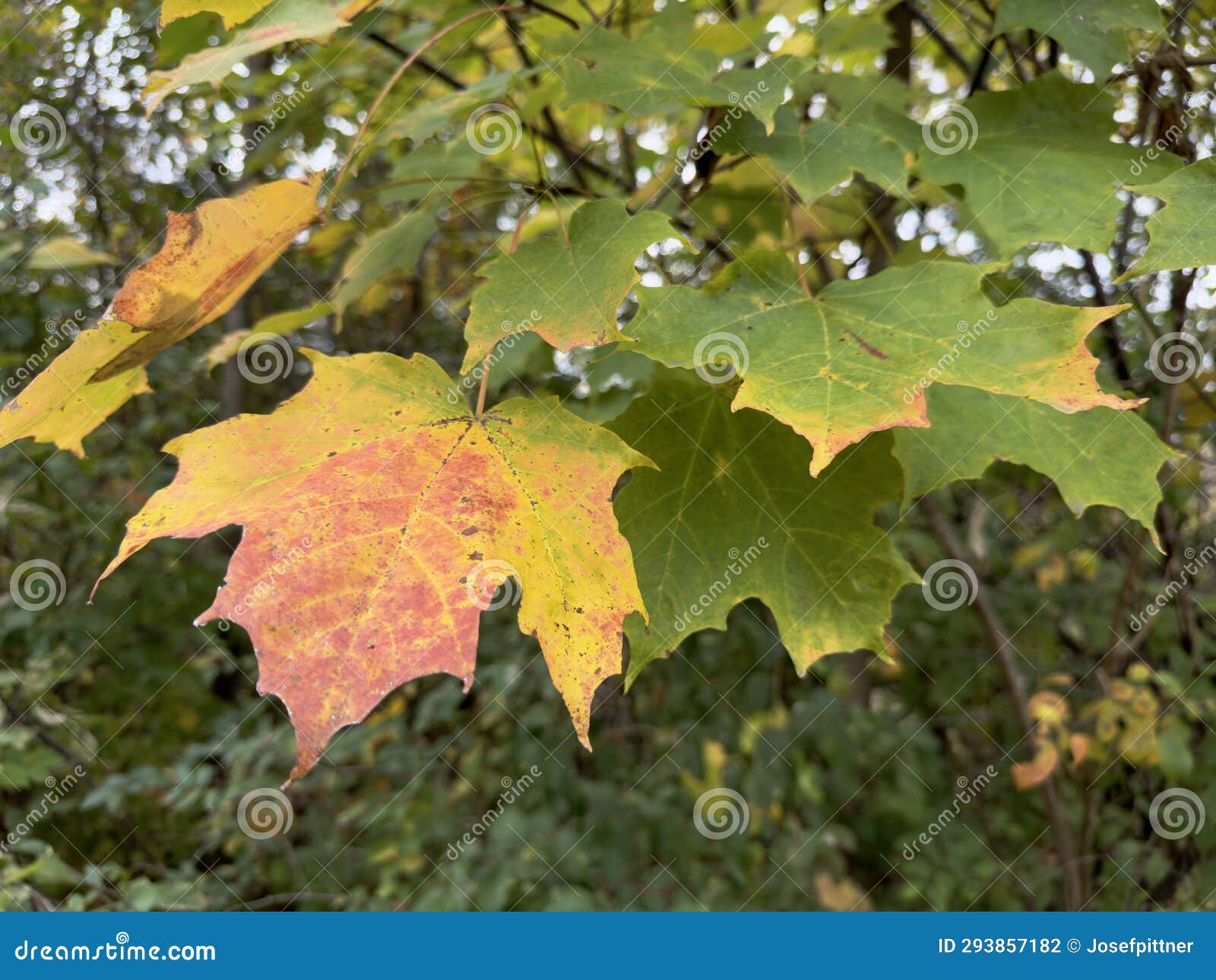Fall Colours on Leafs on a Tree Stock Photo - Image of woodland, shrub ...