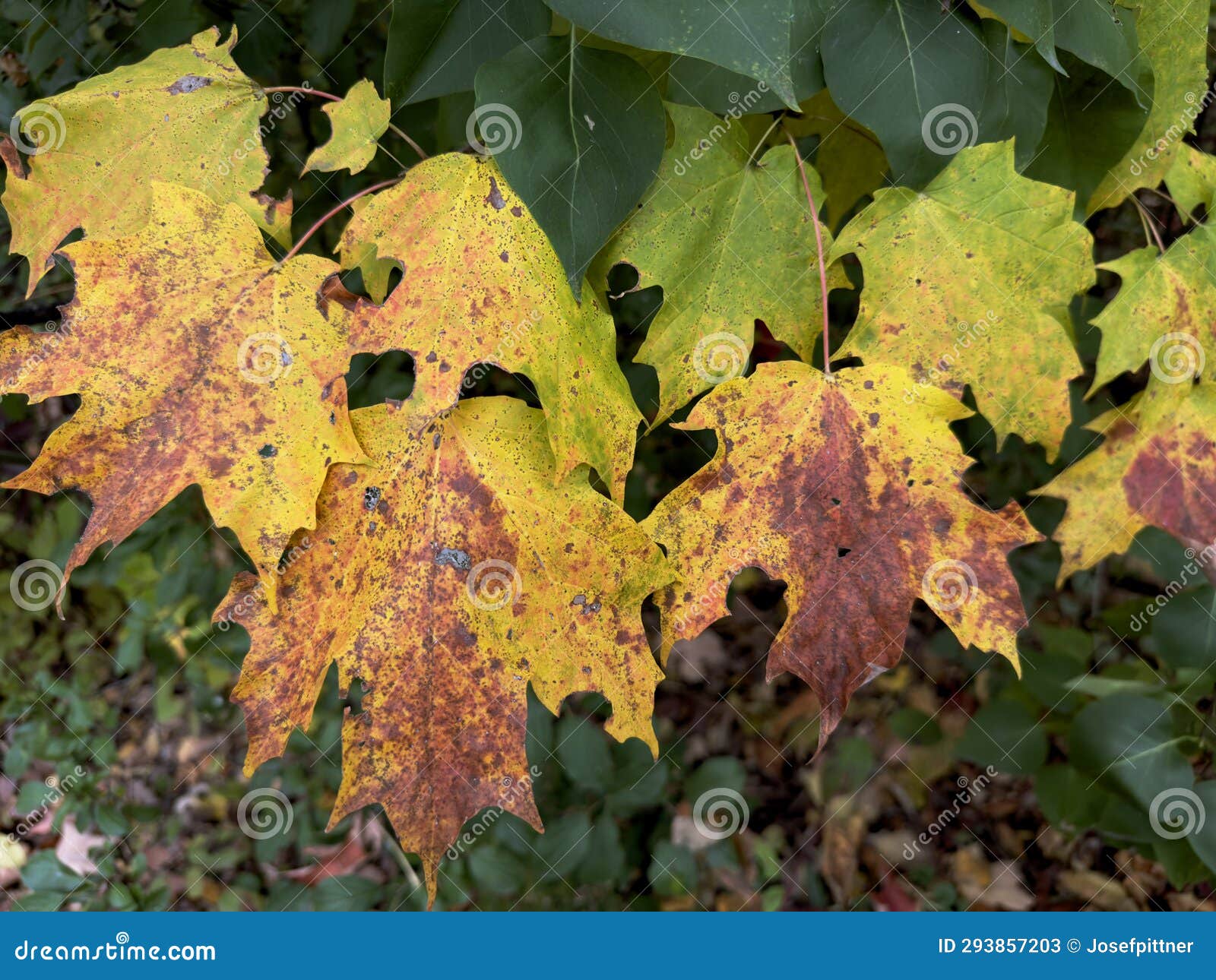 Fall Colours on Leafs on a Tree Stock Image - Image of leafs, plant ...