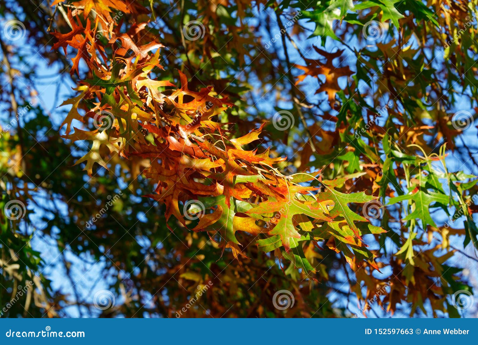 Fall Colours, Leaves Changing Color on the Tree Stock Image - Image of ...