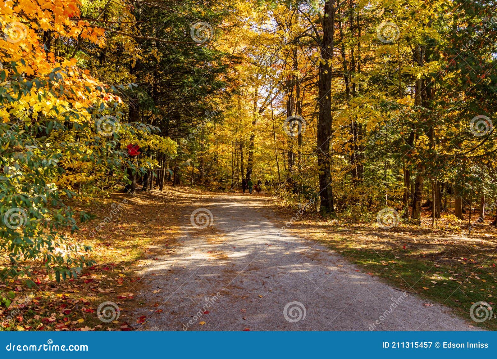 Fall Colours - Maple Nature Reserve Stock Image - Image of canada ...