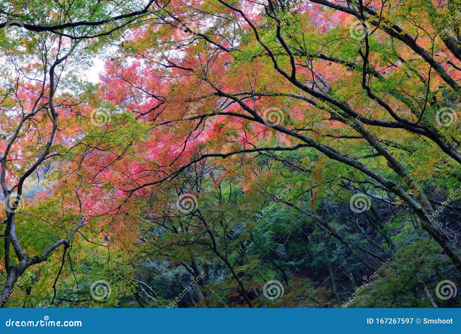 Fall Colours at the Minoo Park in Osaka, Japan Stock Image - Image of ...