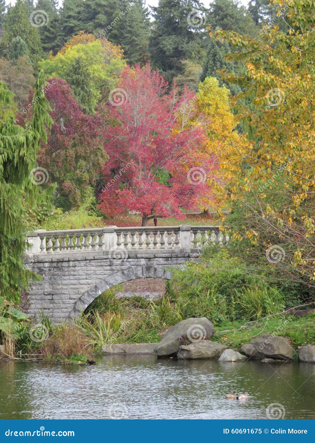 Fall Colours stock image. Image of fall, park, outdoor - 60691675