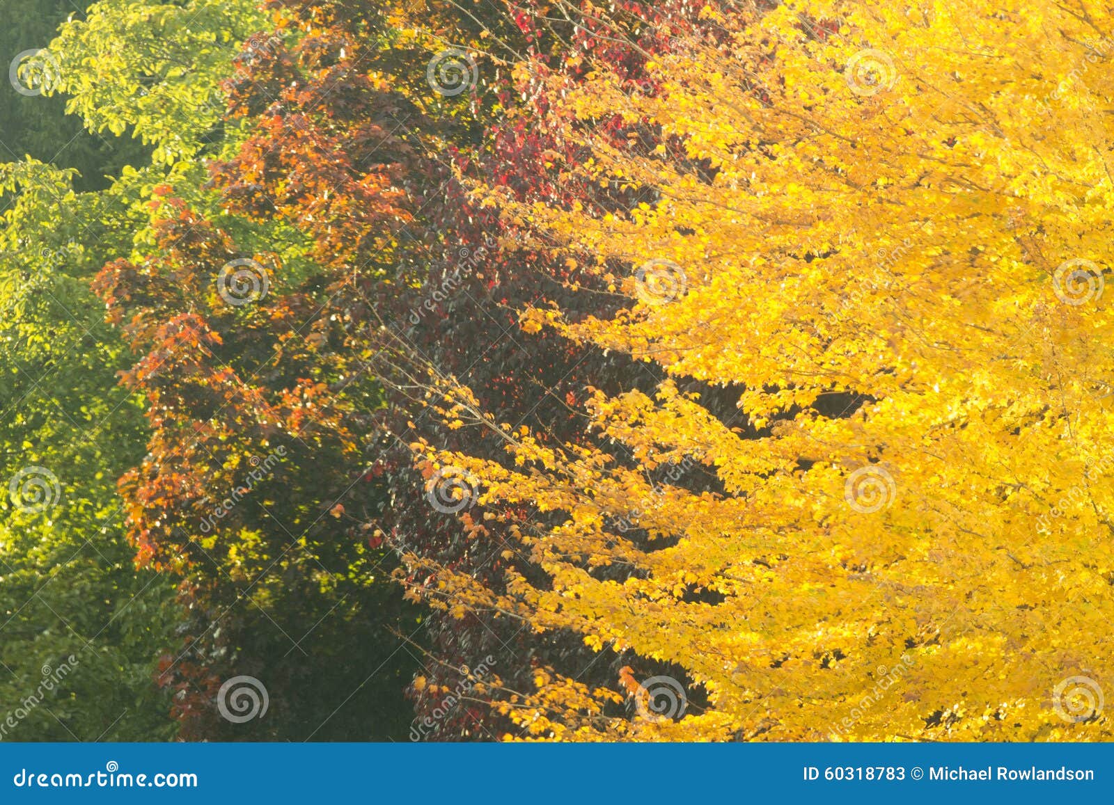 Fall Colours Transition stock image. Image of transition - 60318783