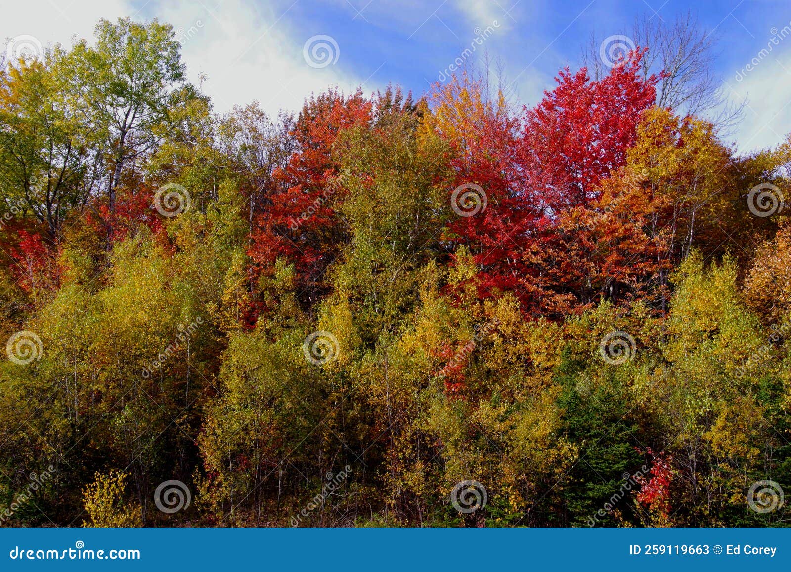 Fall Colours on the Treeline Stock Image - Image of nature, line: 259119663