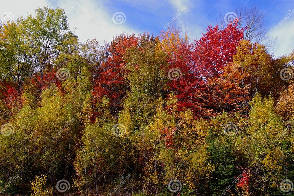 Fall Colours on the Treeline Stock Image - Image of nature, line: 259119663