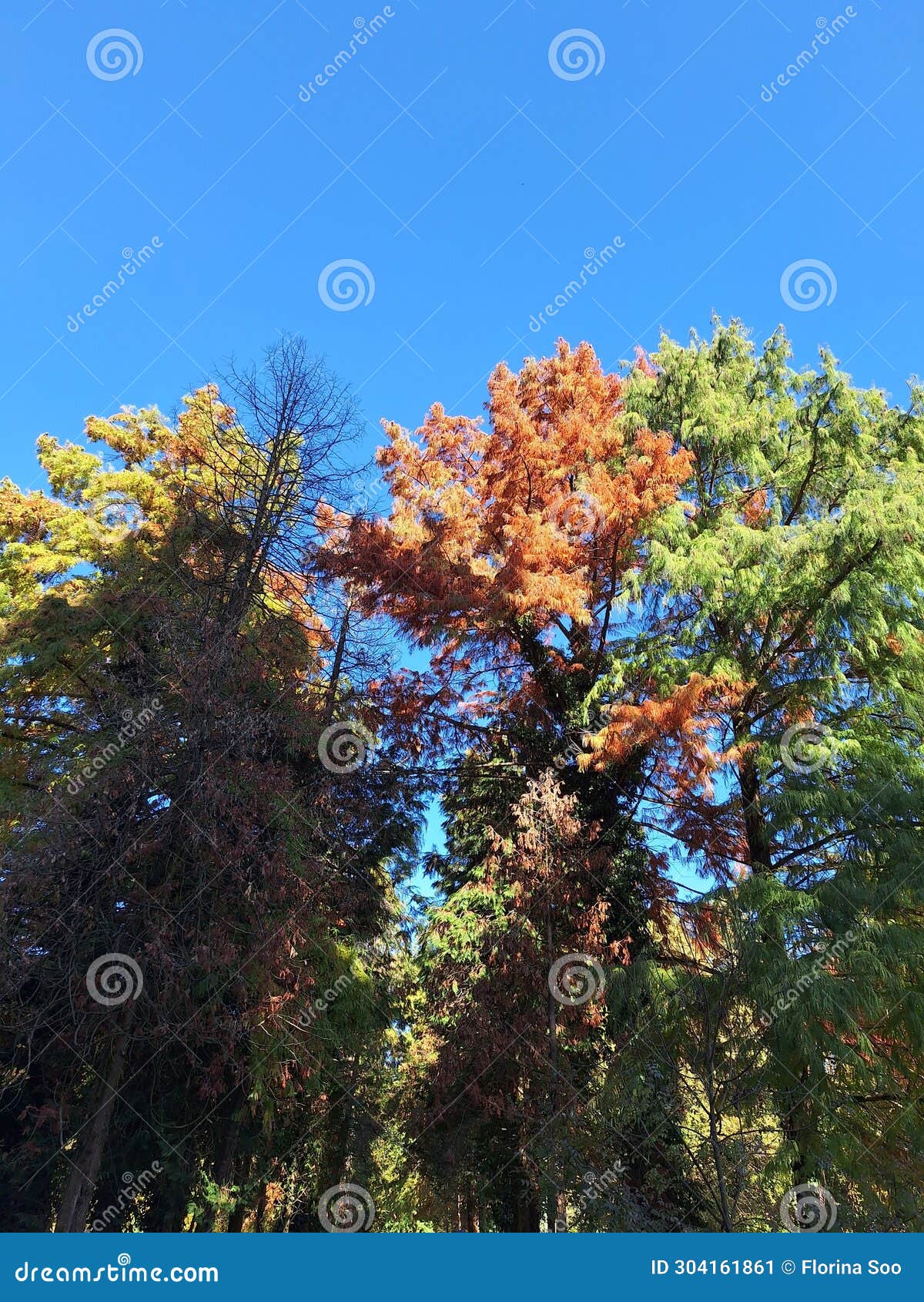 Fall colours trees stock image. Image of green, fall - 304161861
