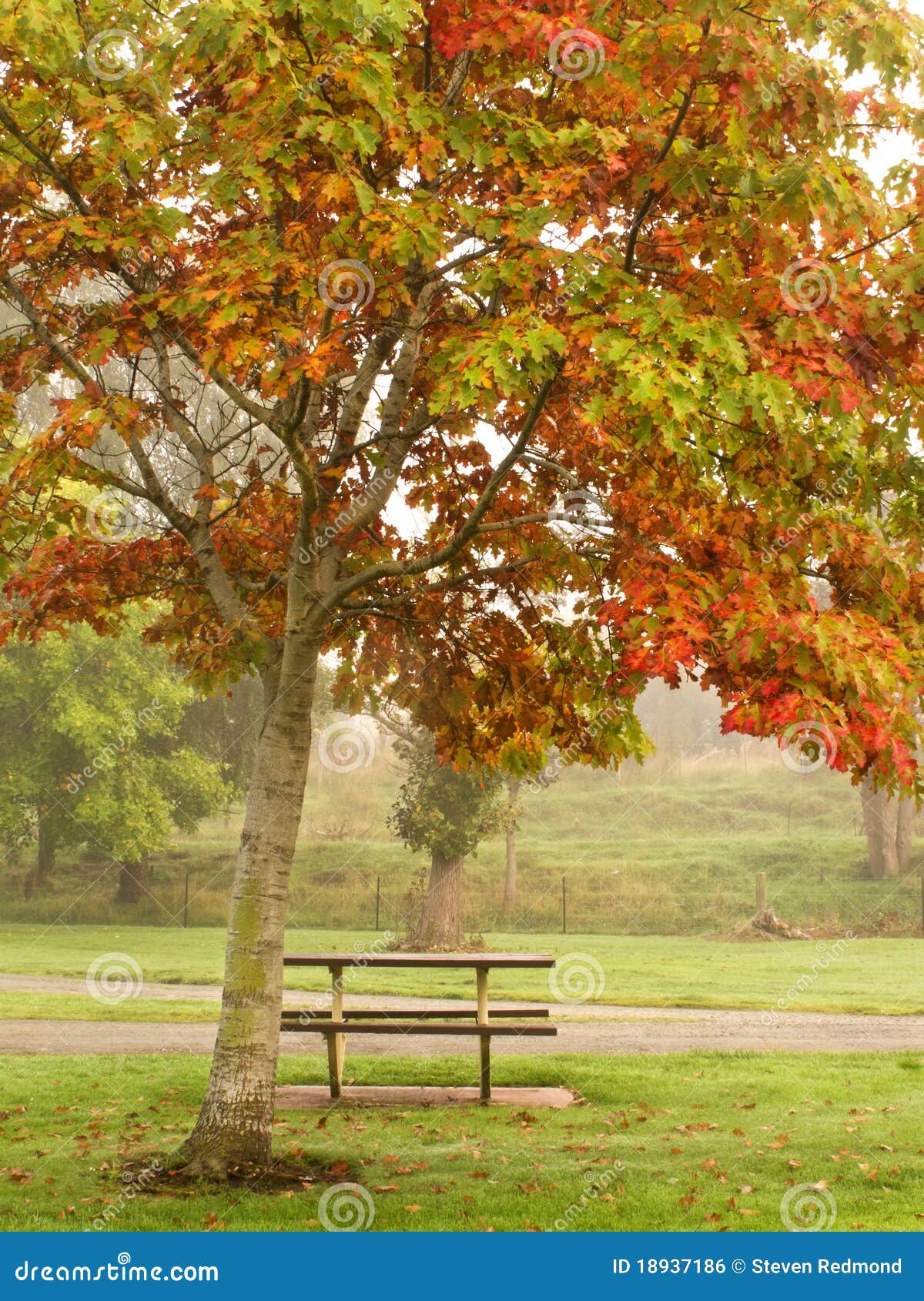Fall is coming stock photo. Image of sredmondimages, grass - 18937186