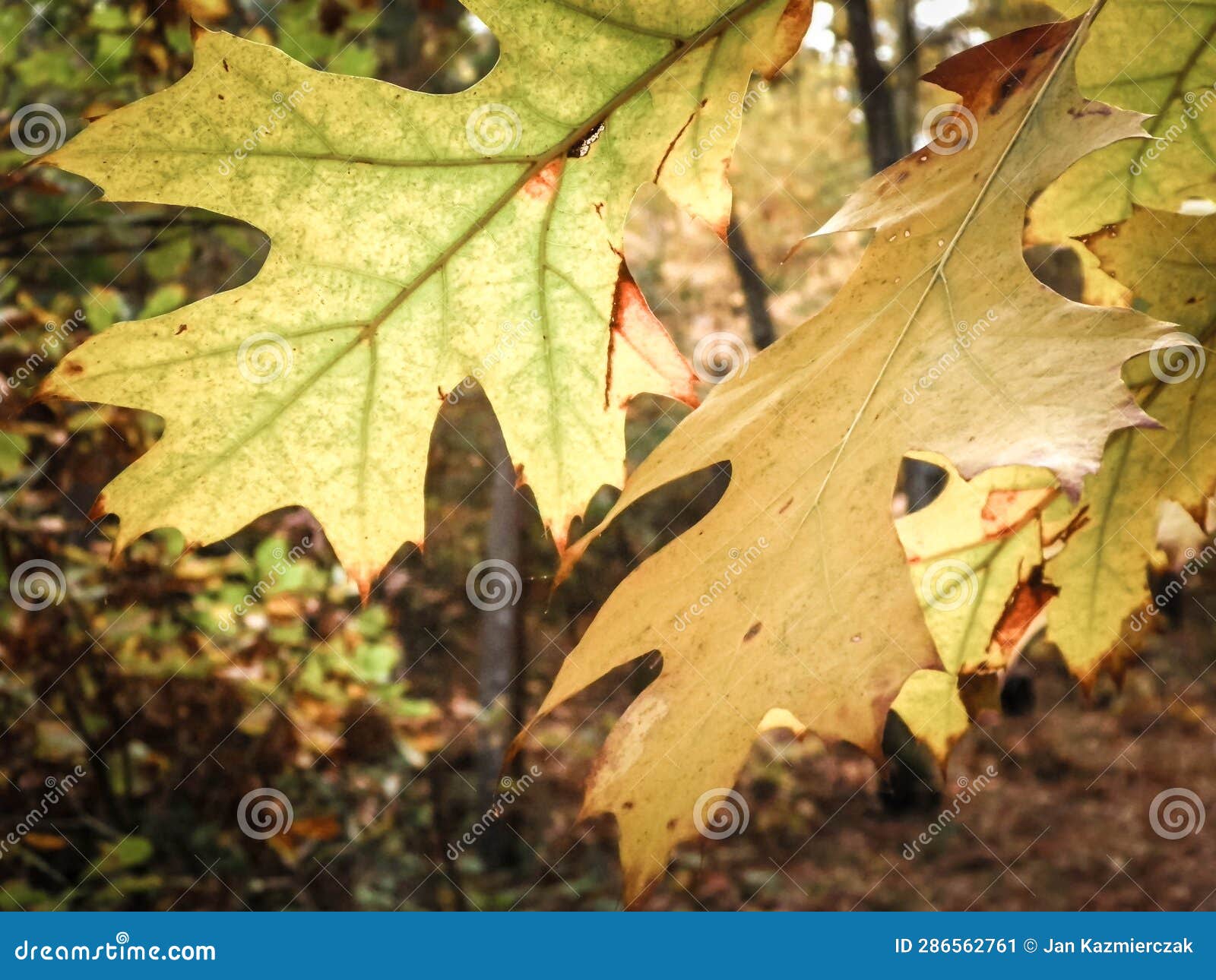 The Fall is Coming. Autumn Leaves As Nature Background Stock Image ...