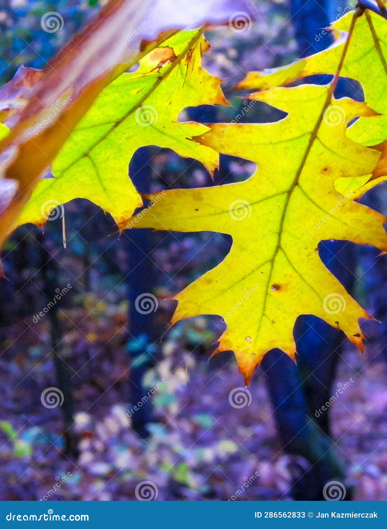 The Fall is Coming. Autumn Leaves As Nature Background Stock Image ...