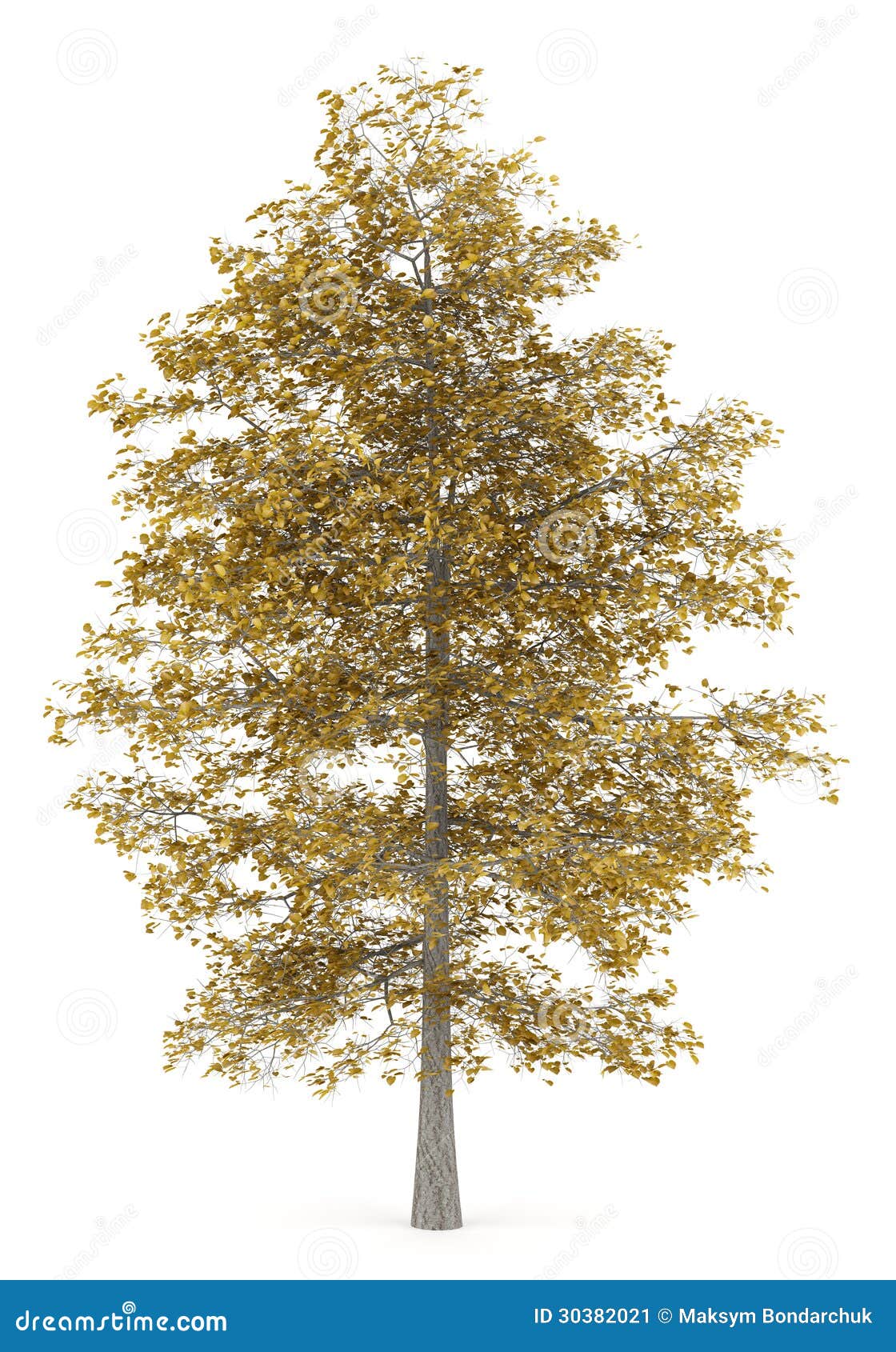 Fall Common Lime Tree Isolated on White Stock Illustration ...